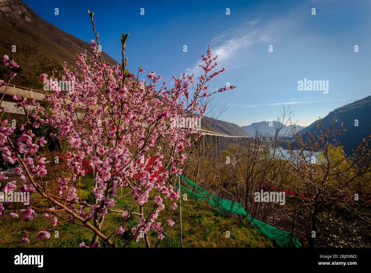 Peach blossom valley hi-res stock photography and images - Alamy