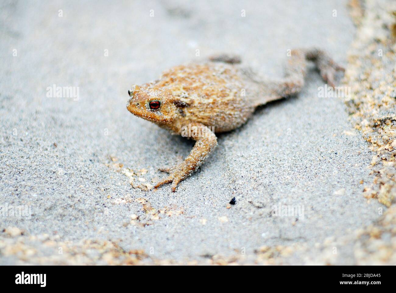 sand frog with red eyes on the beach Stock Photo - Alamy