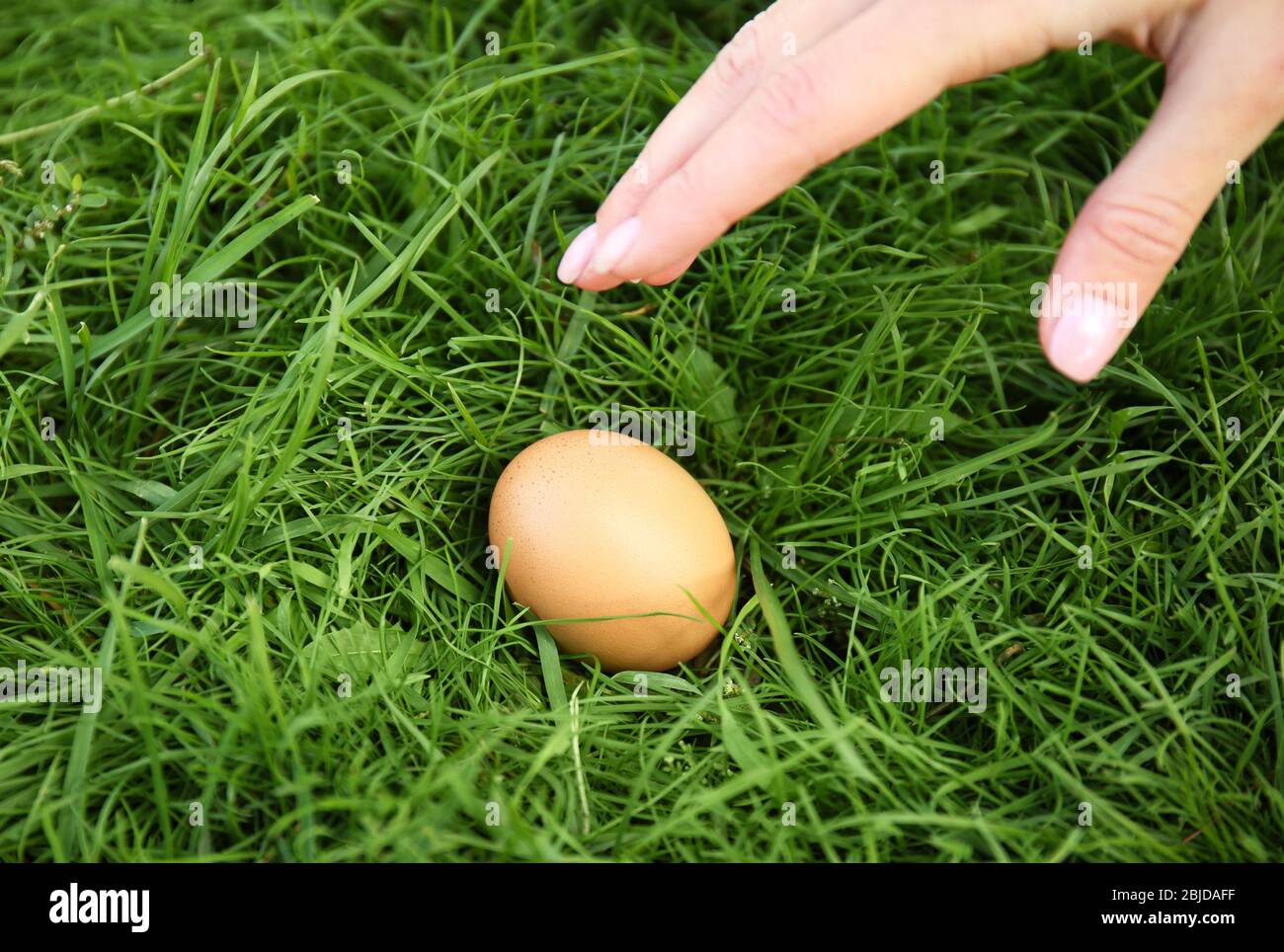 Woman hand taking raw egg from green grass Stock Photo - Alamy