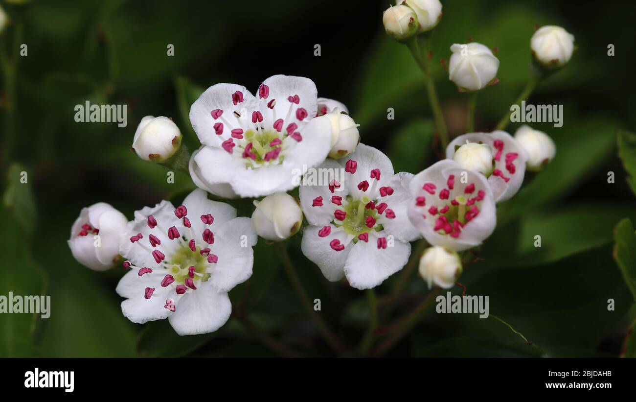Hawthorn tree blossom hi-res stock photography and images - Alamy