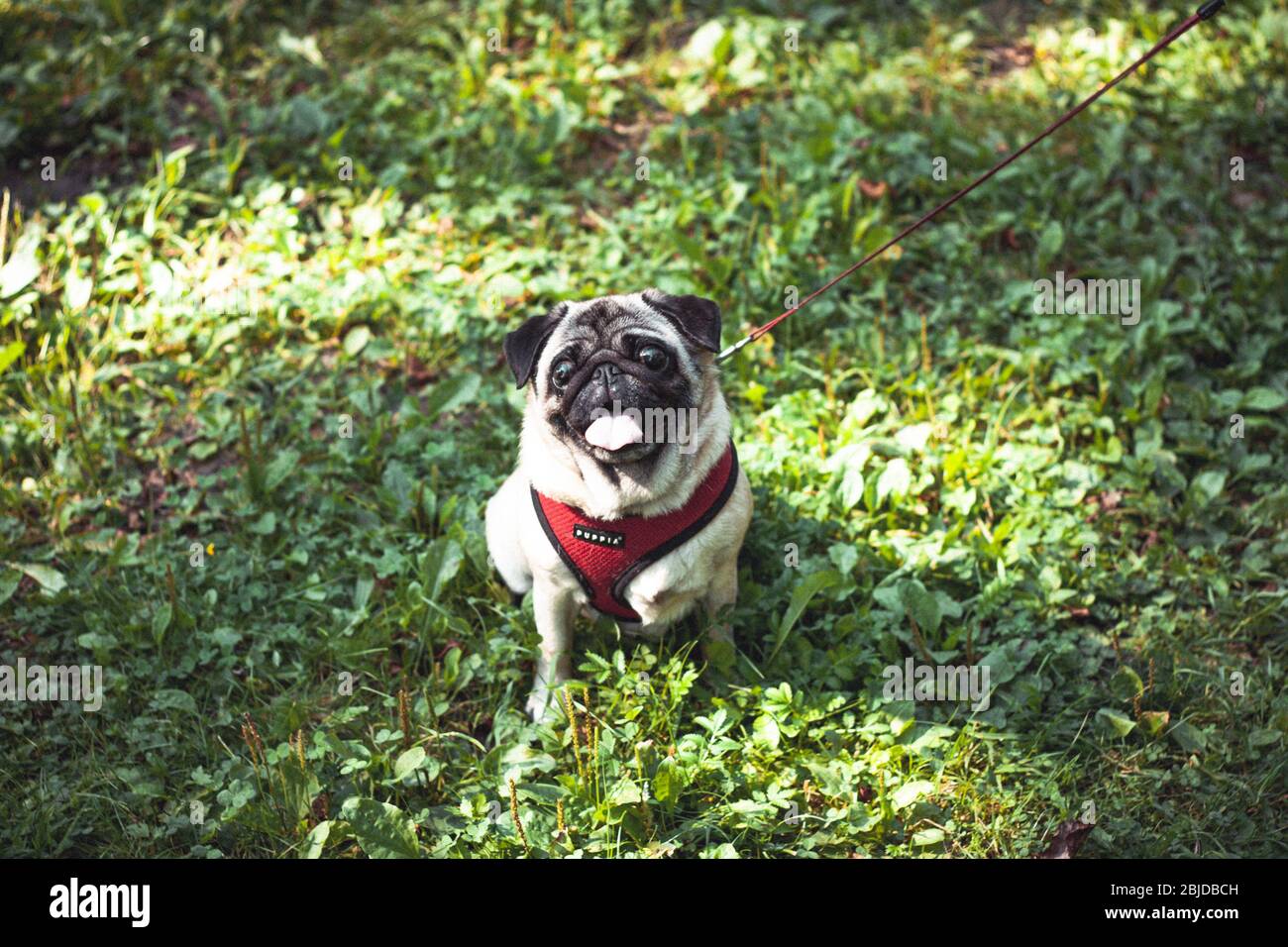 Cute little pug smiling Stock Photo - Alamy