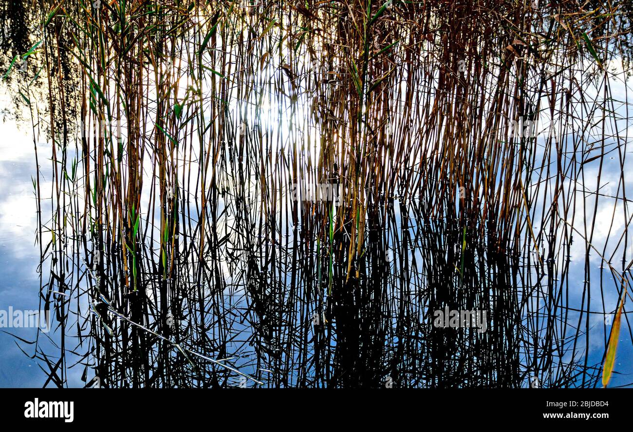 Reed stalk hi-res stock photography and images - Alamy