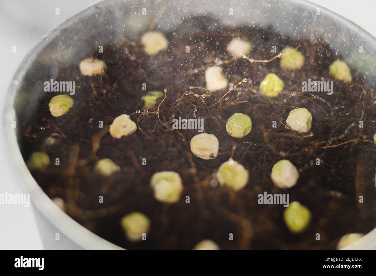 Micro row hi-res stock photography and images - Alamy