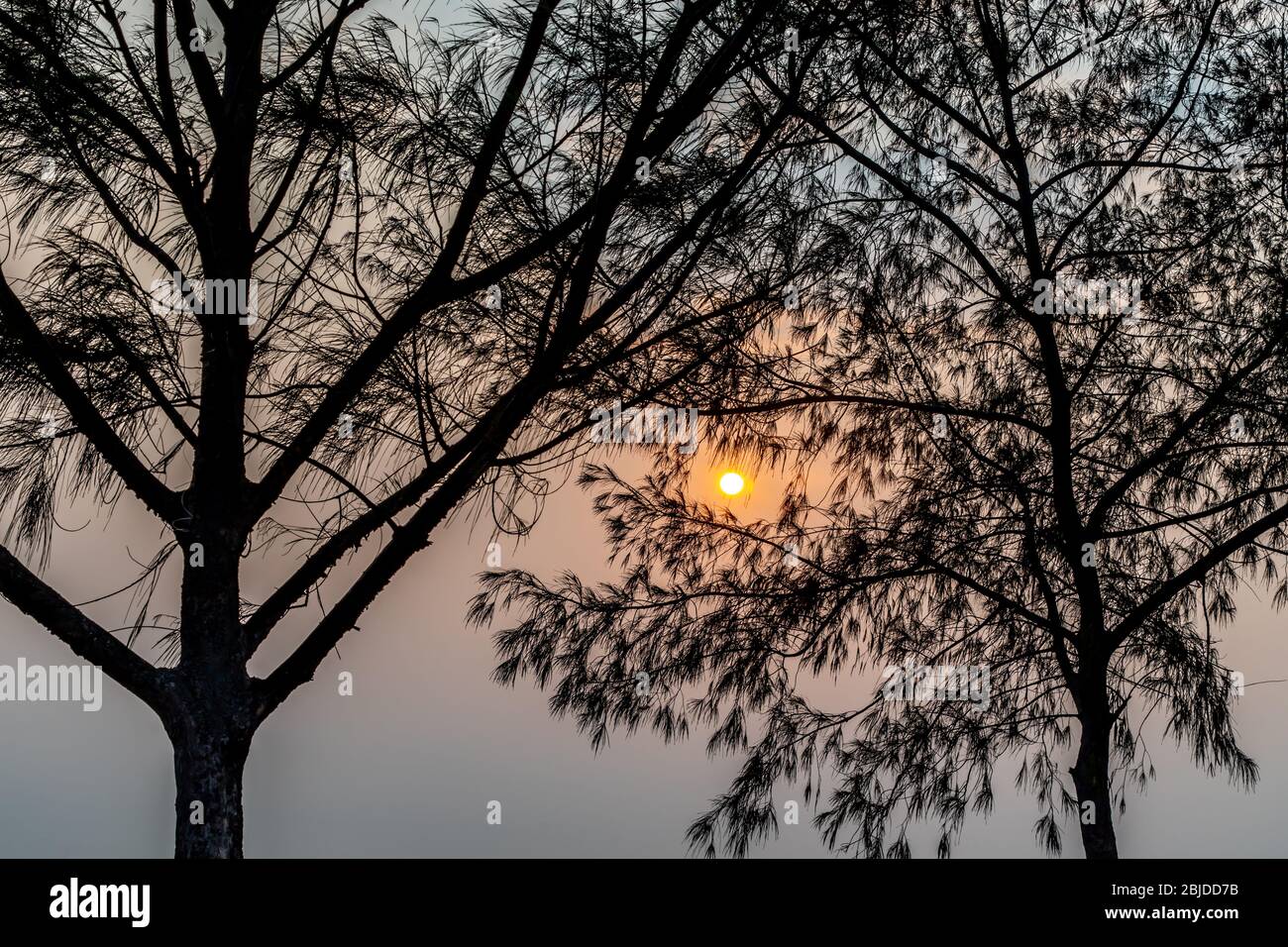 Sun shines through trees on blue nature background. Light goes through ...