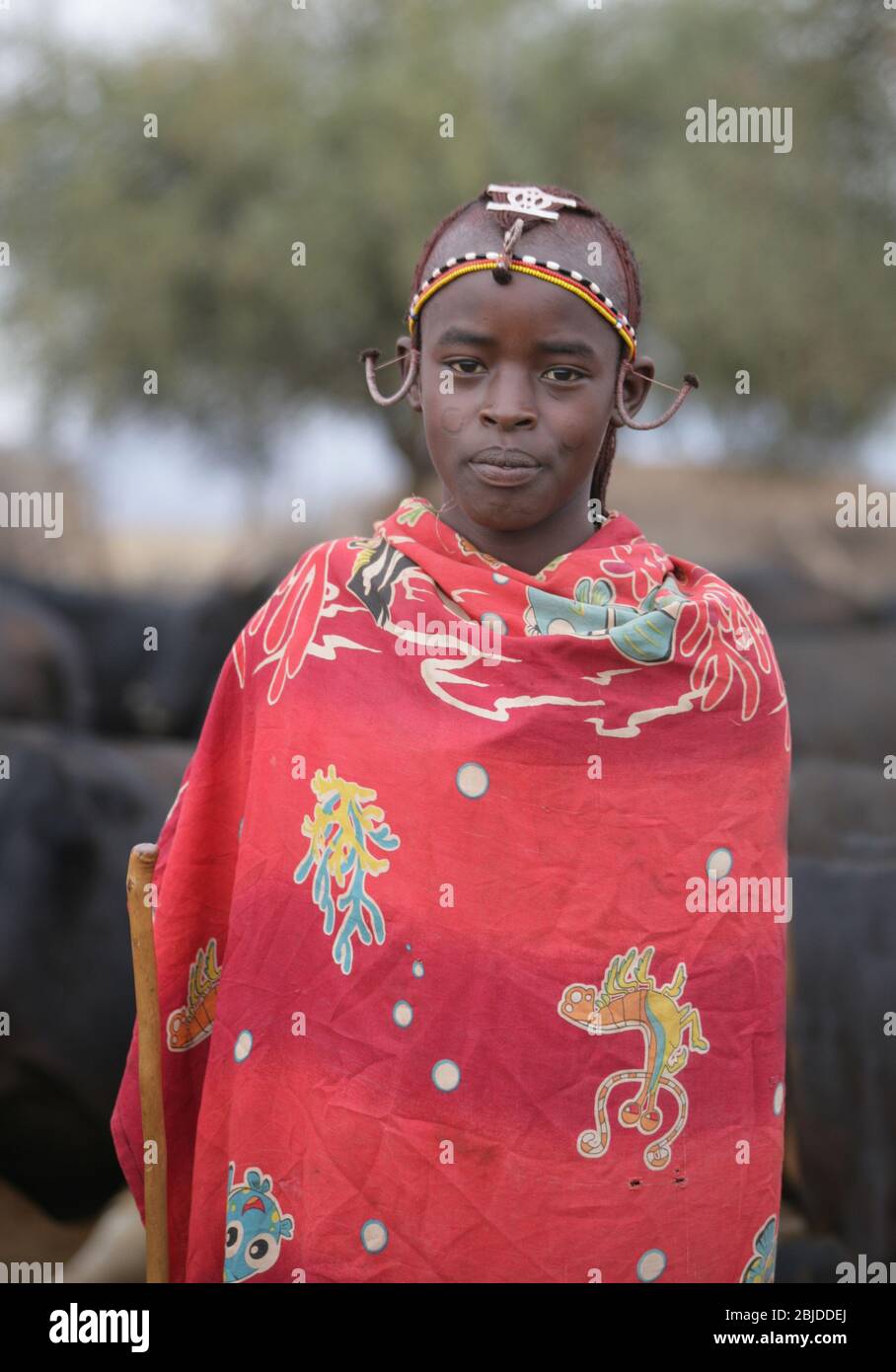 Masai youth. Unmarried Masai young man with traditional beadwork on his ...
