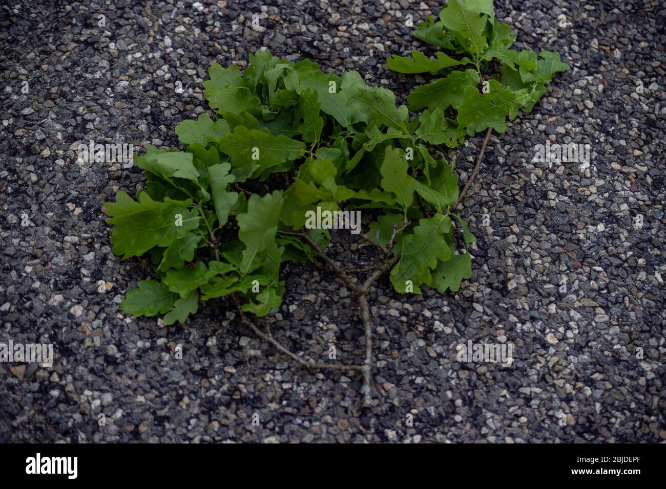 Tar background hi-res stock photography and images - Alamy