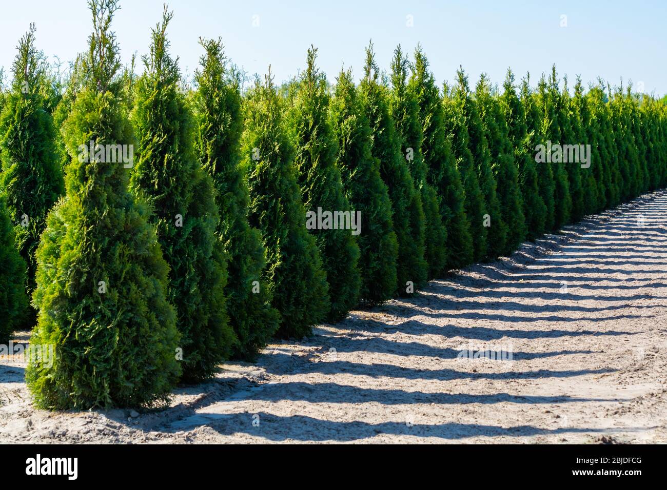 Plantation with rows of thuja, coniferum, cyprus, pine trees in ...