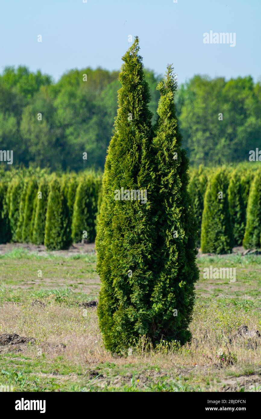Plantation with rows of thuja, coniferum, cyprus, pine trees in ...