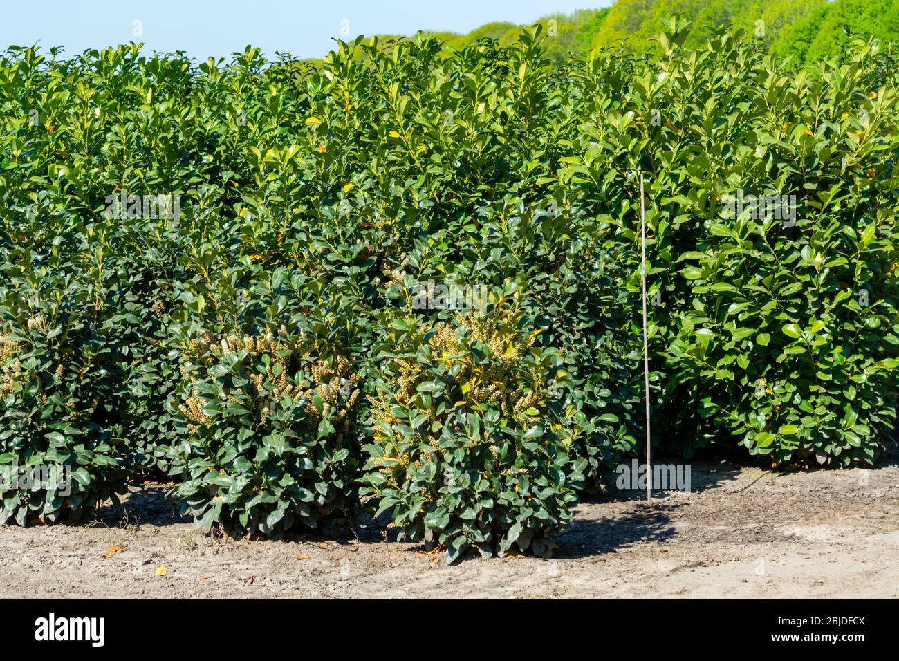 Plantation with rows of green garden decorative trees in different ...