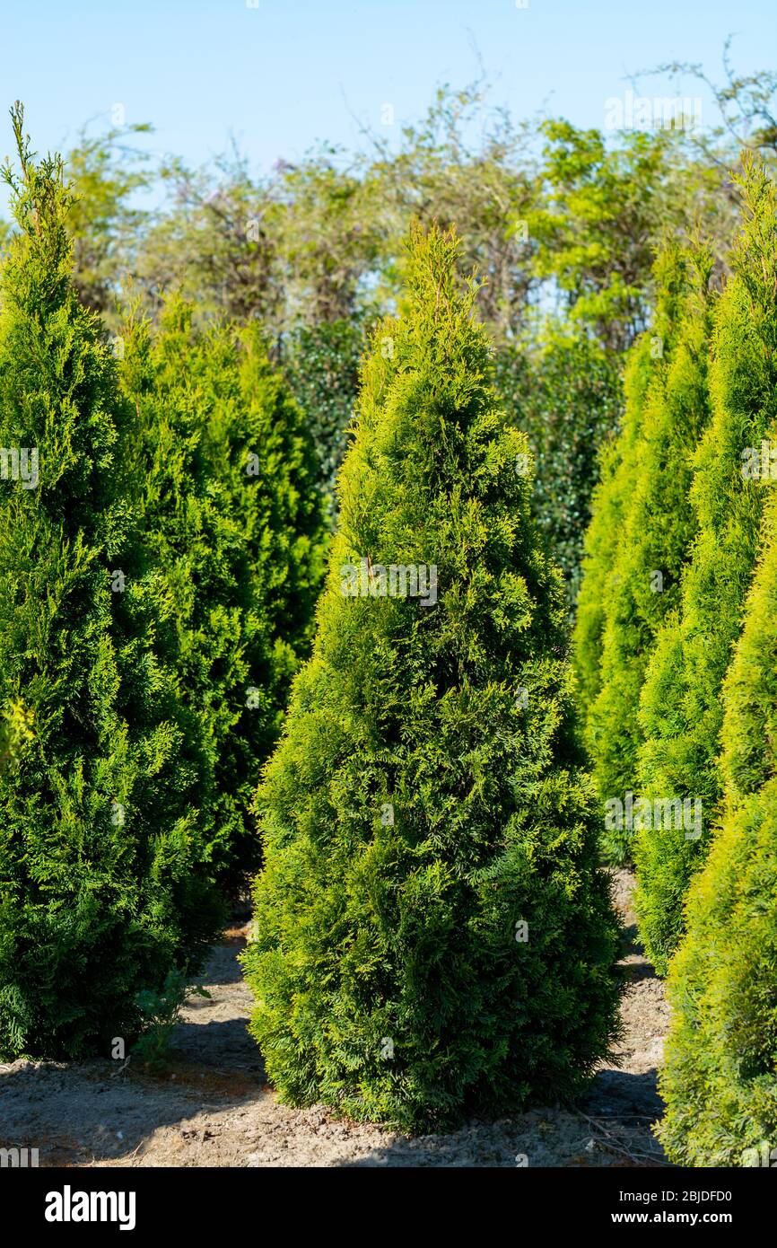 Plantation with rows of thuja, coniferum, cyprus, pine trees in ...