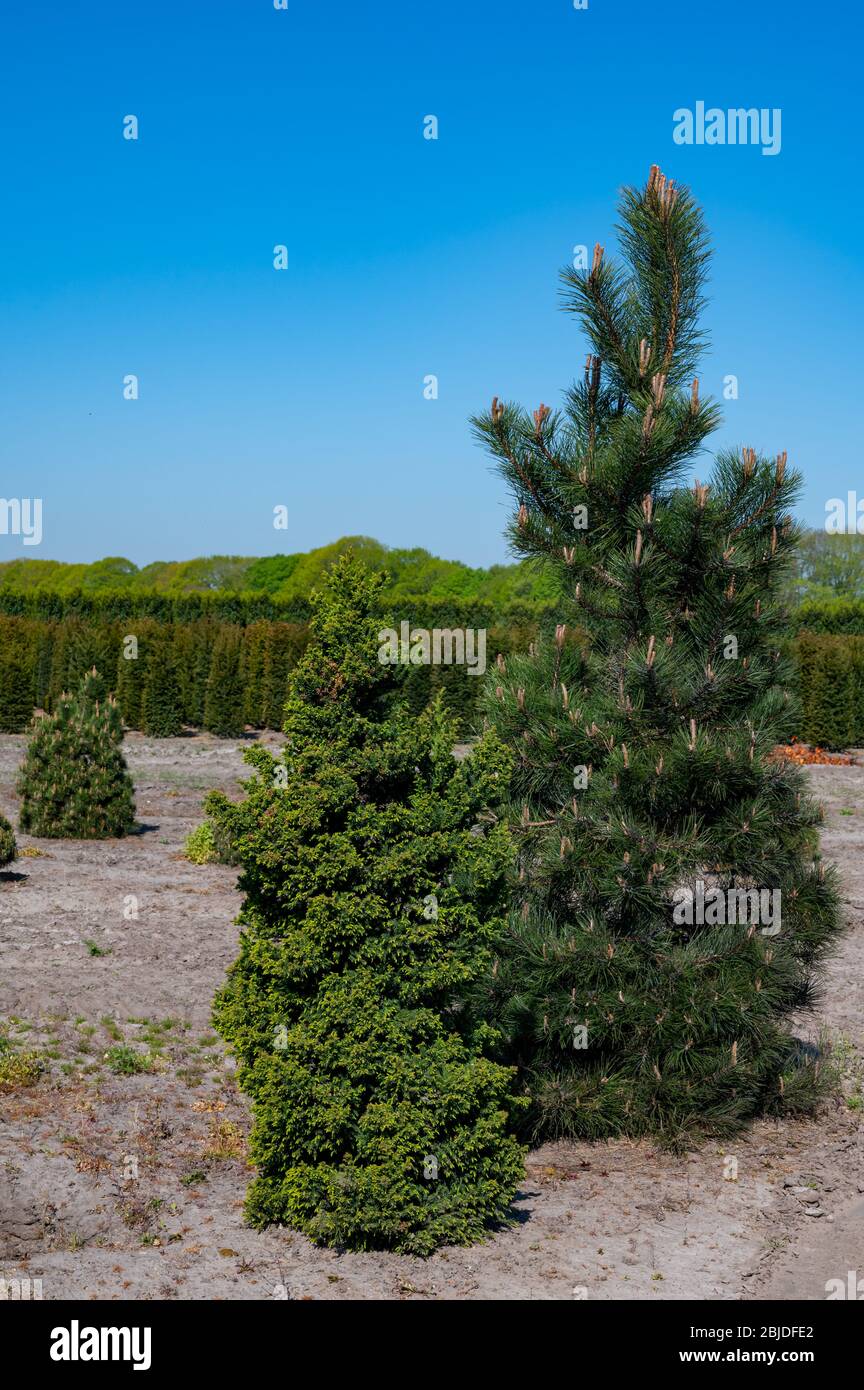 Plantation with rows of thuja, coniferum, cyprus, pine trees in ...