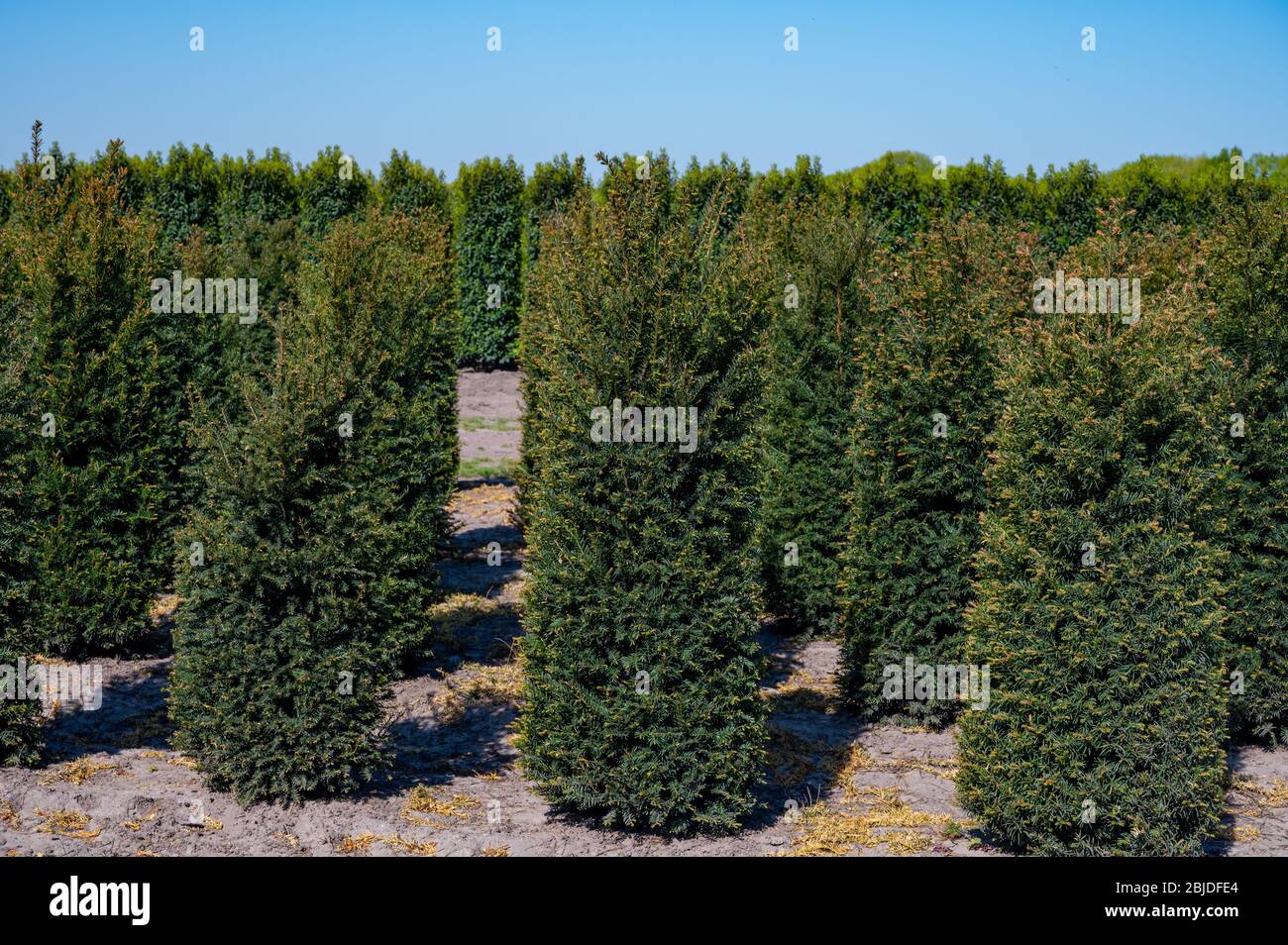 Coniferum hi-res stock photography and images - Alamy