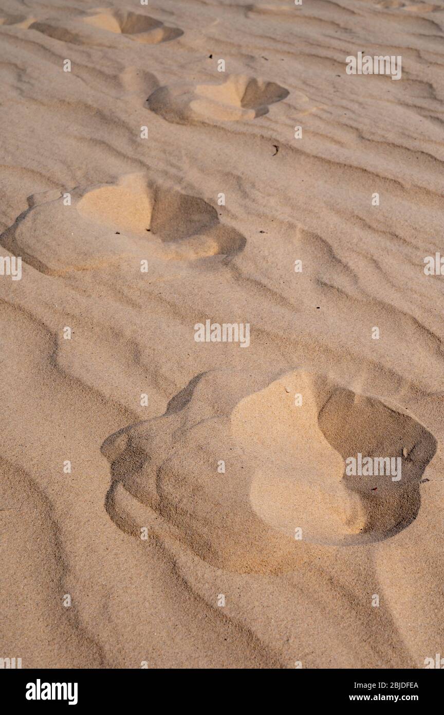 Human footprints on sand in desert close up Stock Photo - Alamy