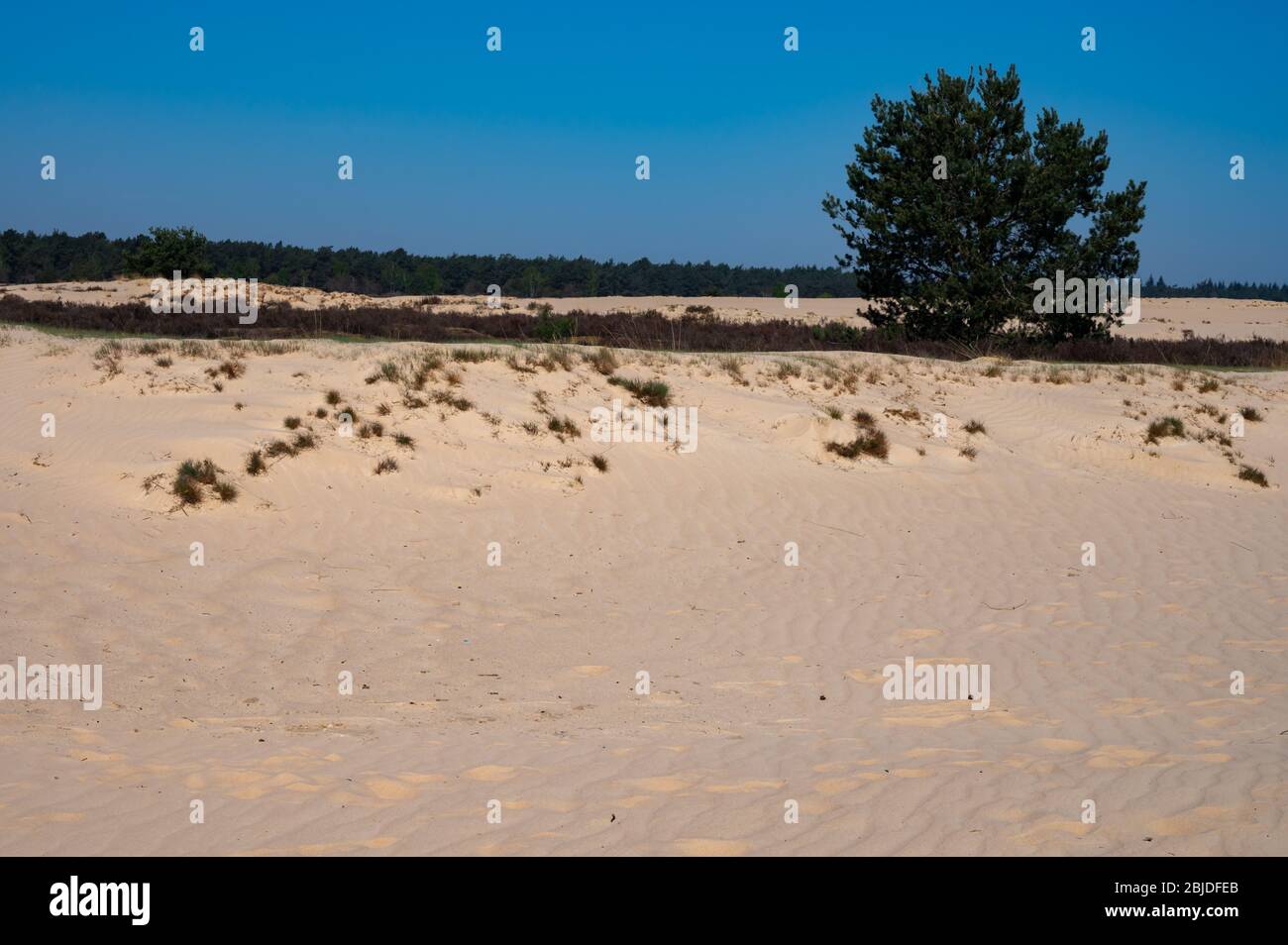 Desert nature landscapes in national park De Loonse en Drunense Duinen ...