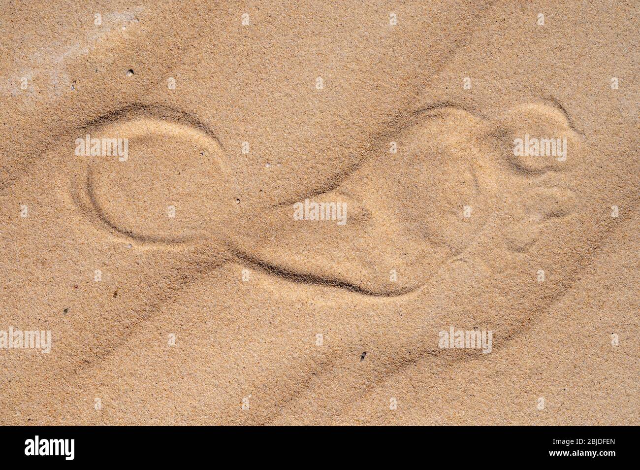 One human footprint on sand in desert close up Stock Photo - Alamy