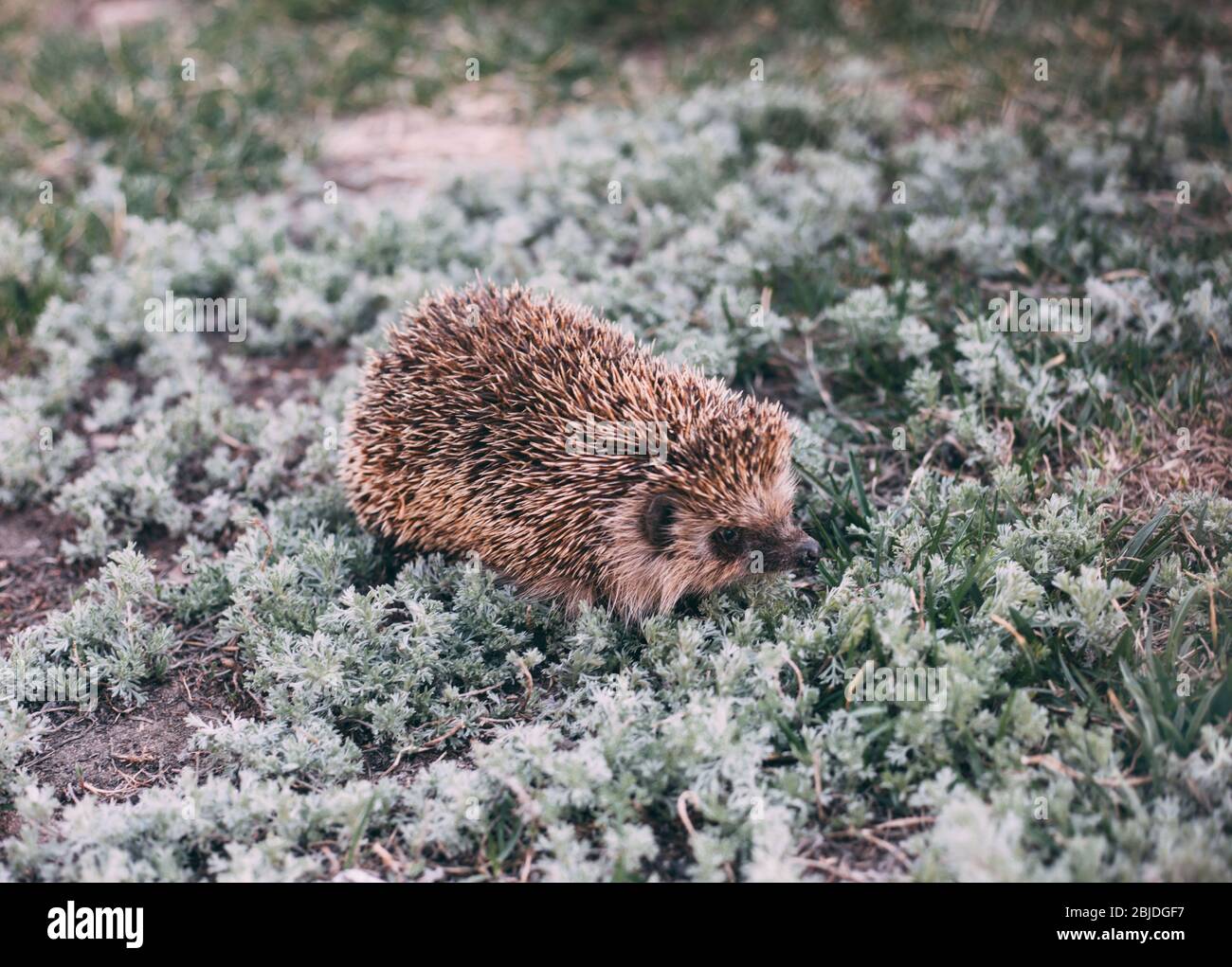 Hedgehog walking on green grass Stock Photo - Alamy