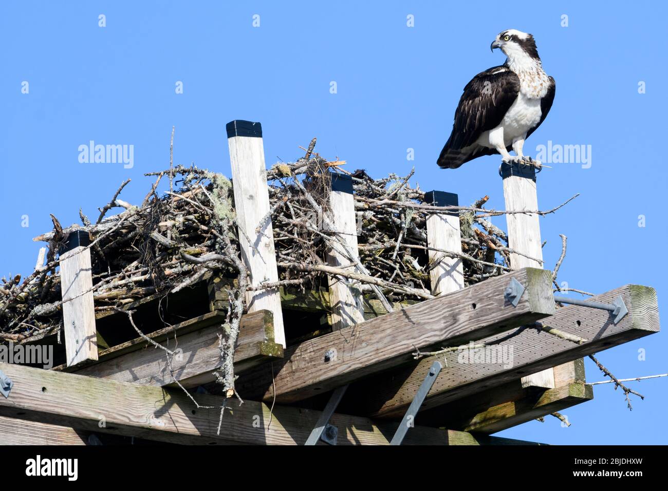 Osprey (Pandion haliaetus) defending nest from intruder, Petite Riviere ...