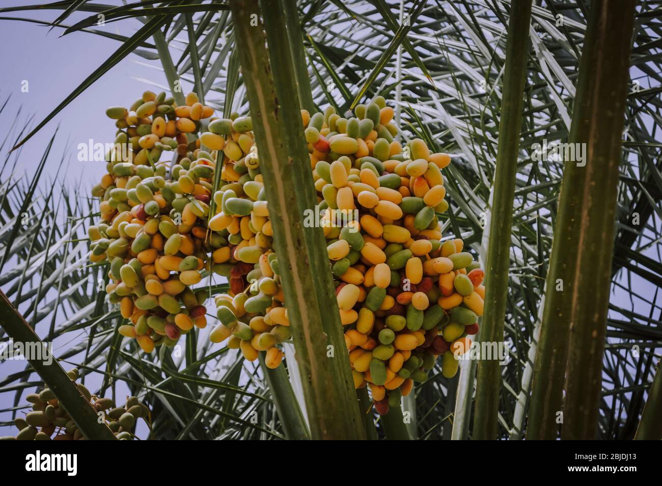 Saudi dates hi-res stock photography and images - Alamy