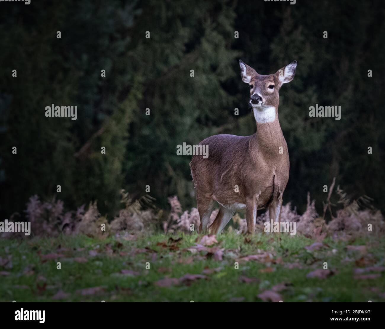 Single deer hi-res stock photography and images - Alamy