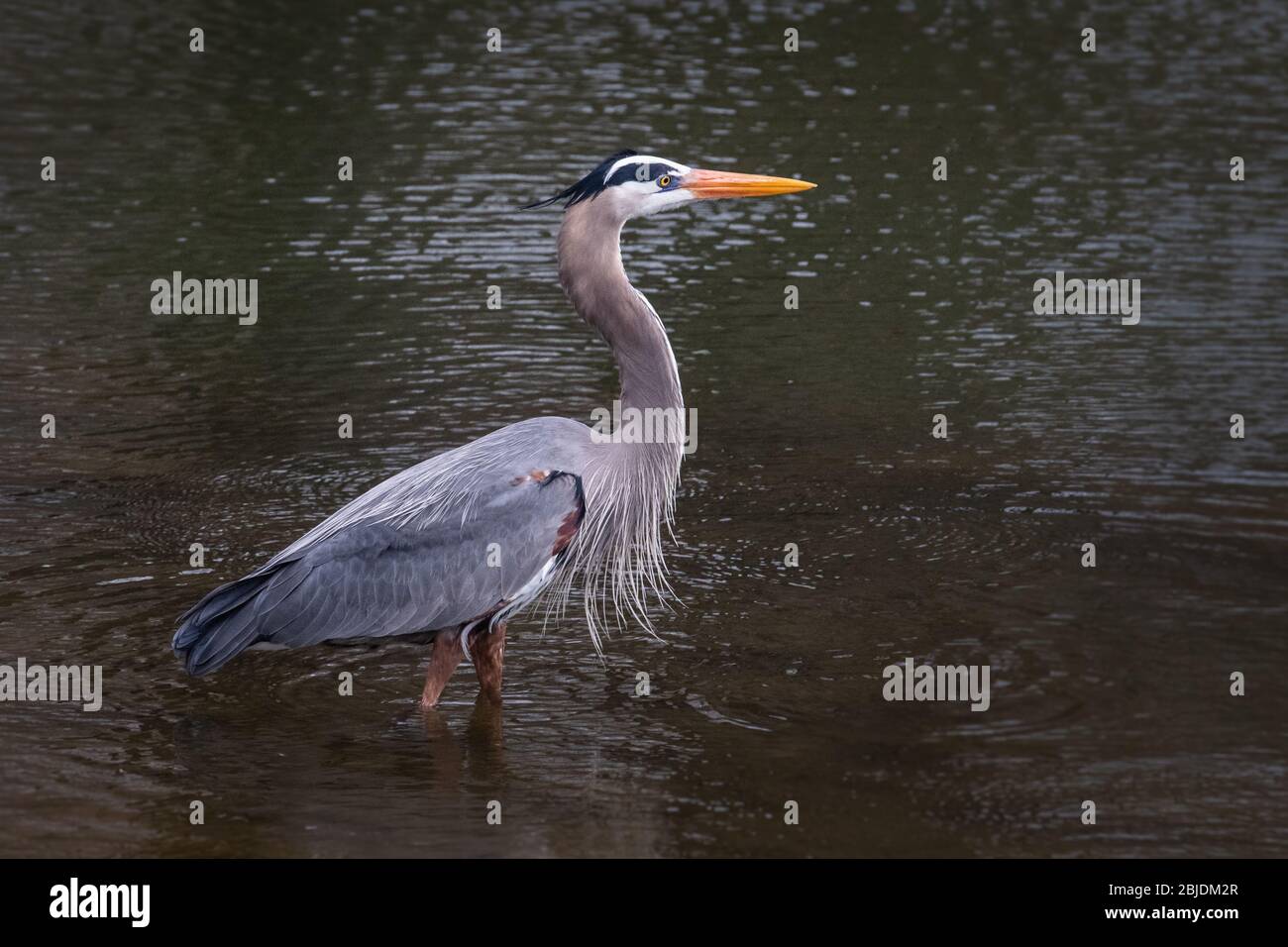 A great blue heron keeps an eye out for food in the Tulpehocken Creek ...