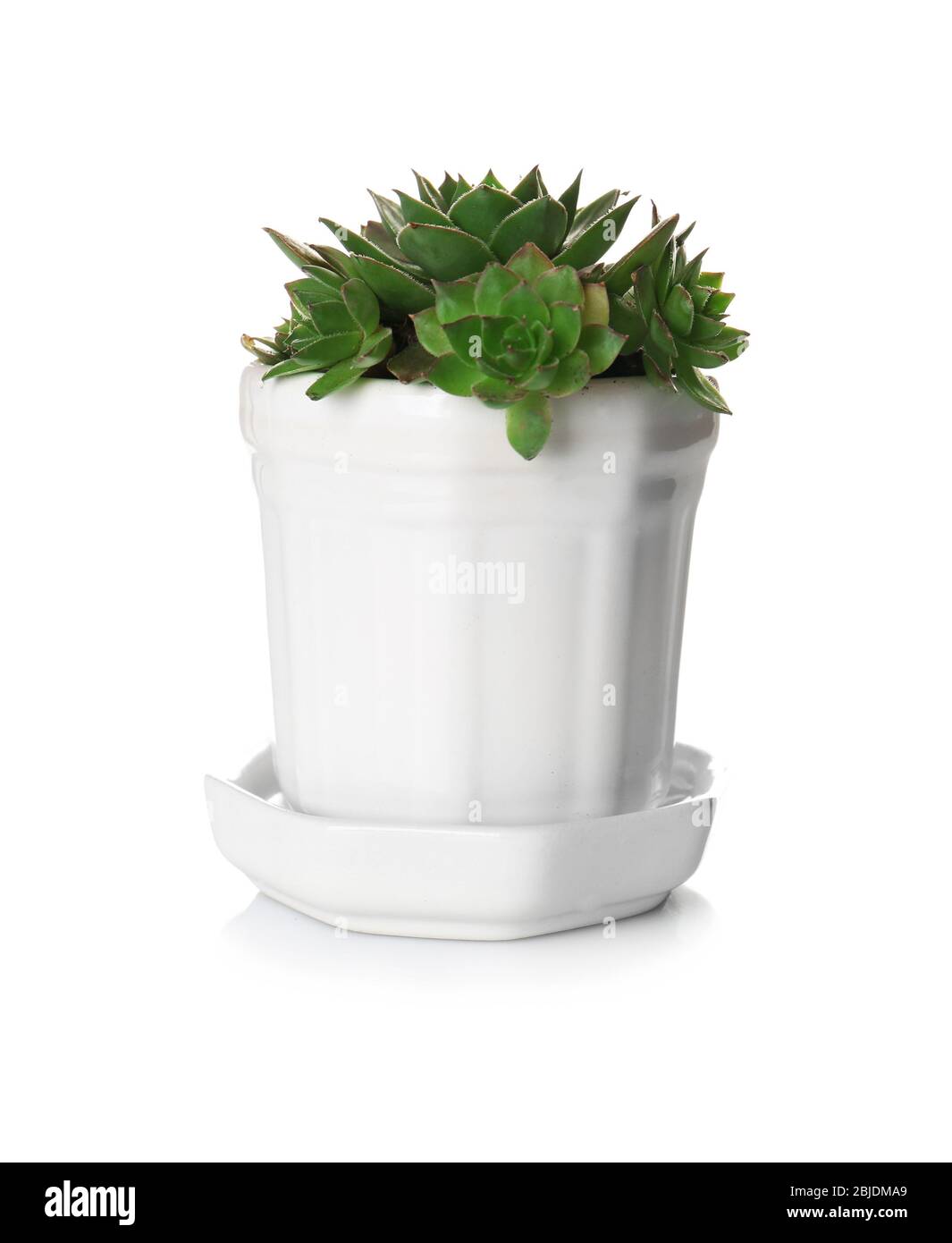 Houseplant succulent echeveria in Cut Out Stock Images & Pictures - Alamy