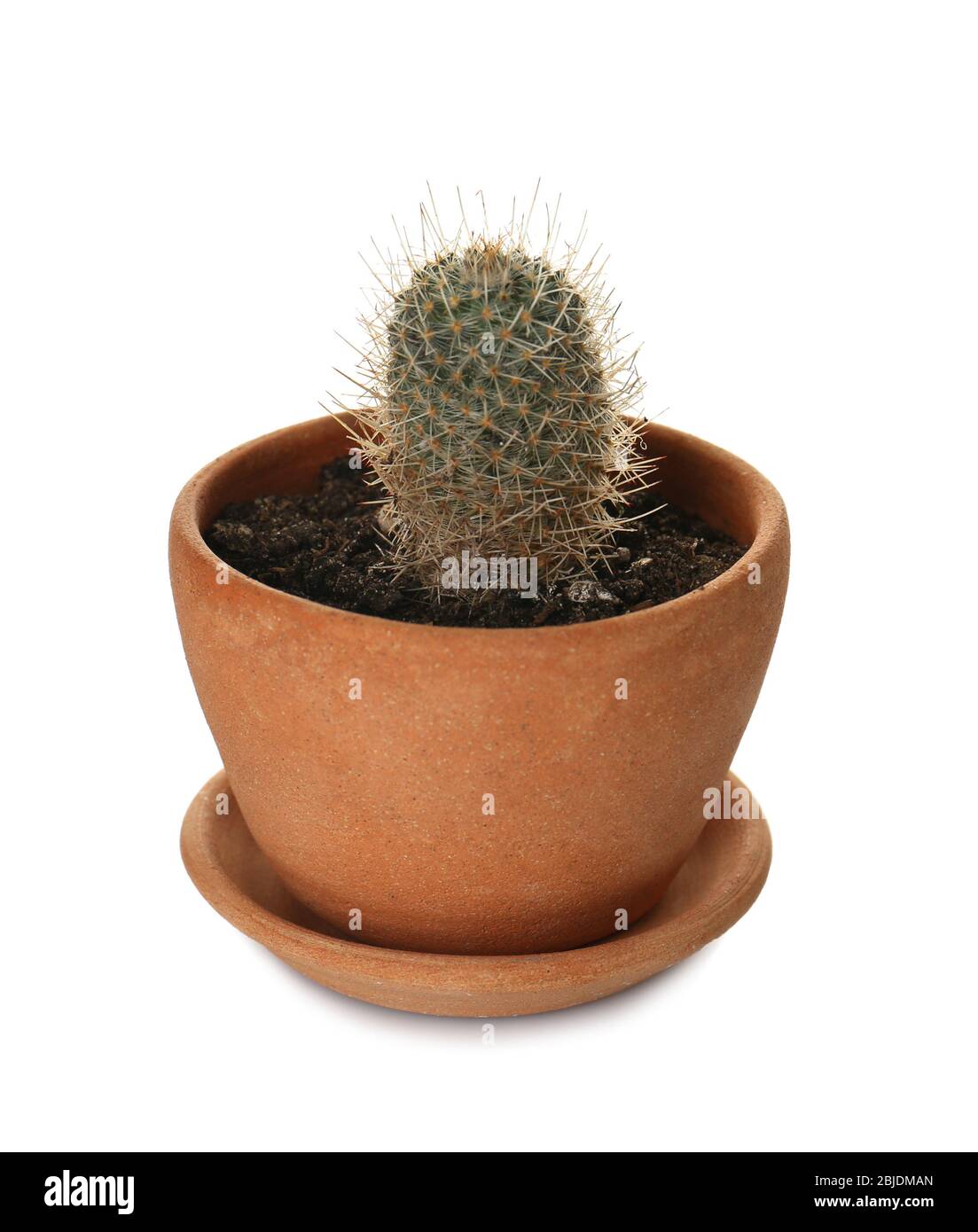 Cactus in pot isolated on white Stock Photo - Alamy