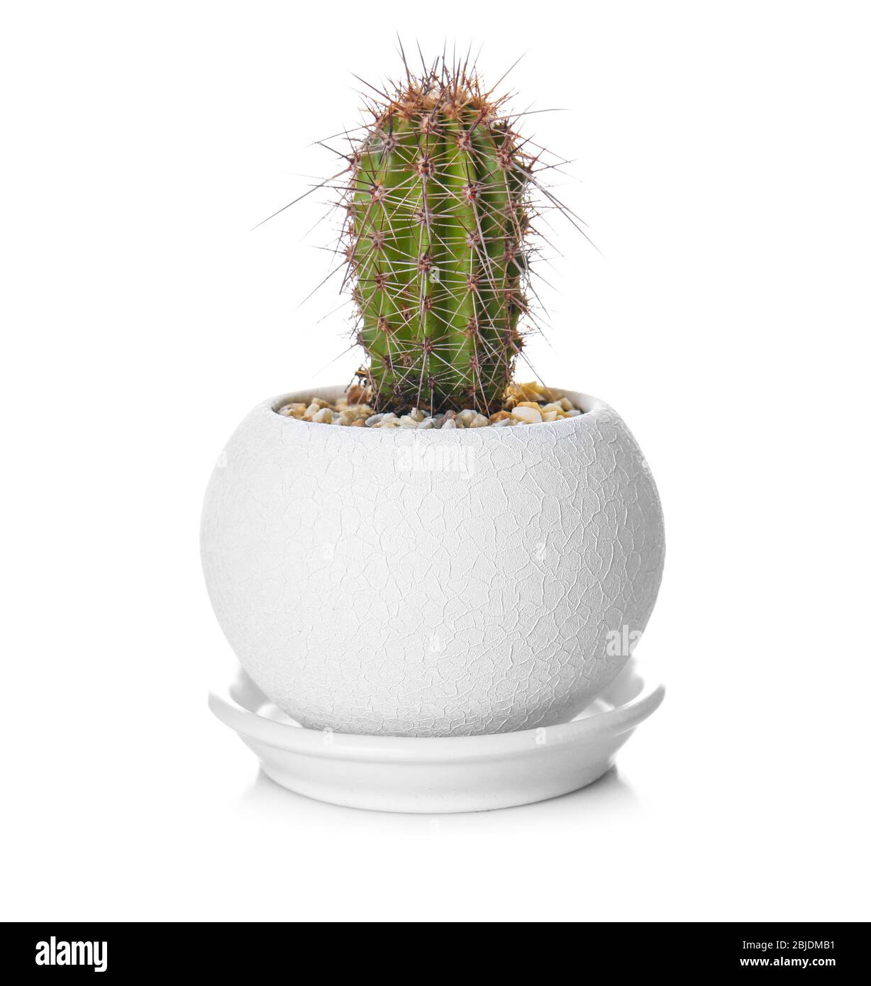 Cactus in pot isolated on white Stock Photo - Alamy