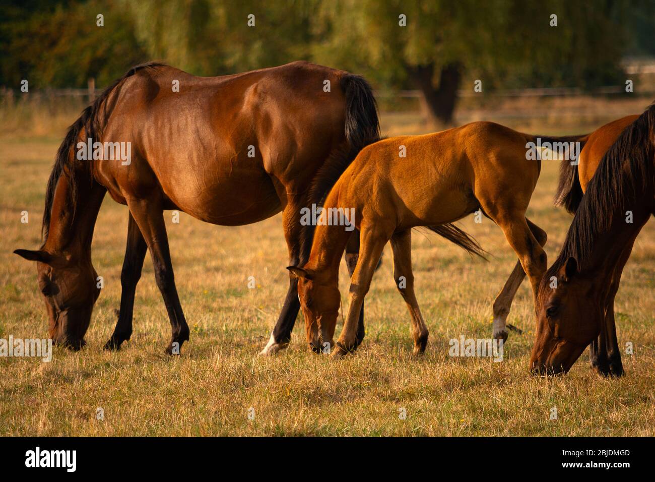 Mare and Foal together in meadow. Nature background. Soft focus Stock ...