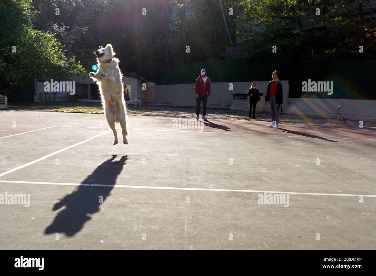 Dogs playing in the park Stock Photo - Alamy