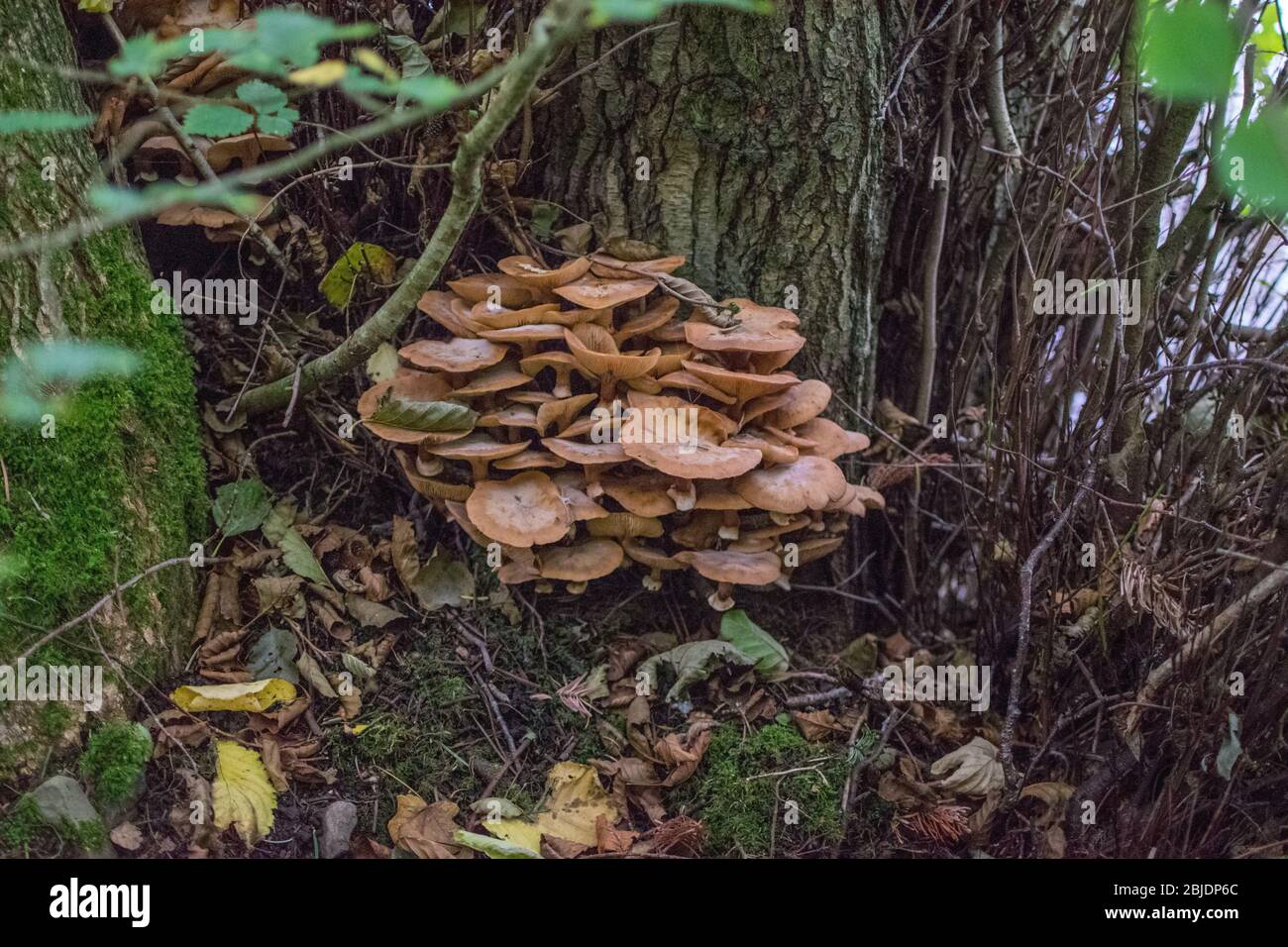 Fungus on a Tree in Woodland near Pooley Bridge, Cumbria UK Stock Photo ...