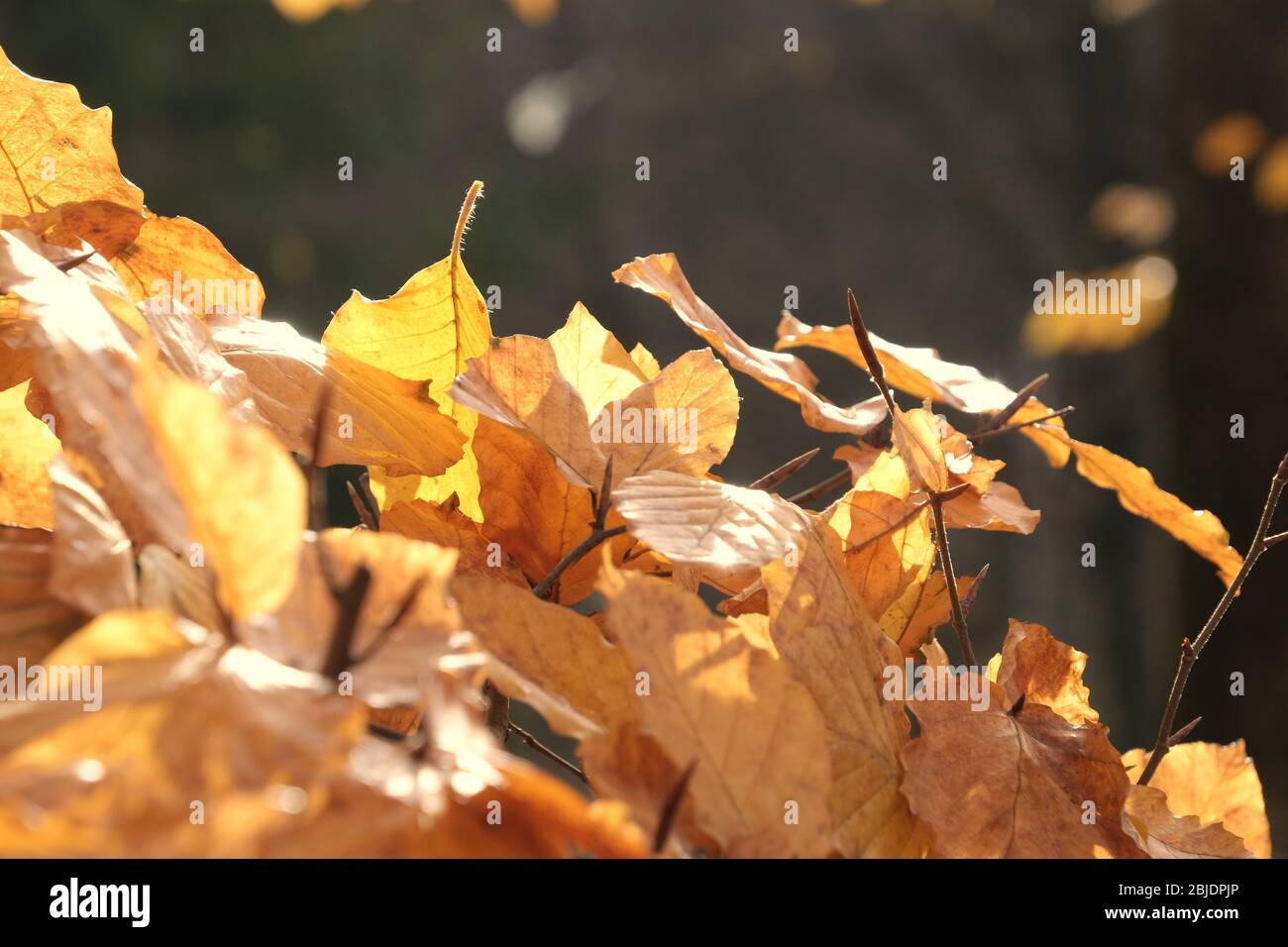 Bush with yellow leaves Stock Photo - Alamy