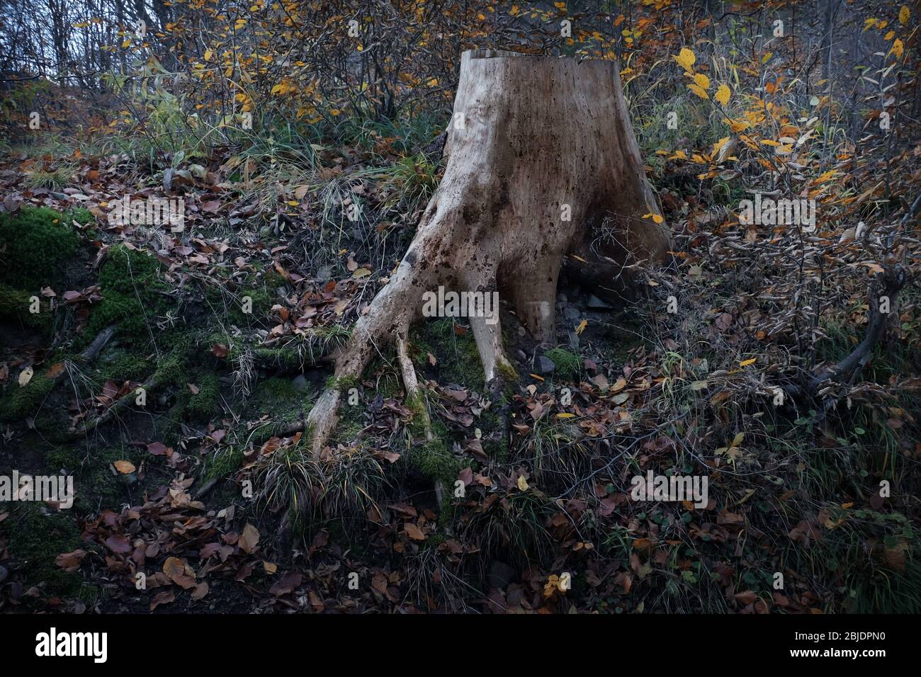 Tree stump in wild forest Stock Photo - Alamy