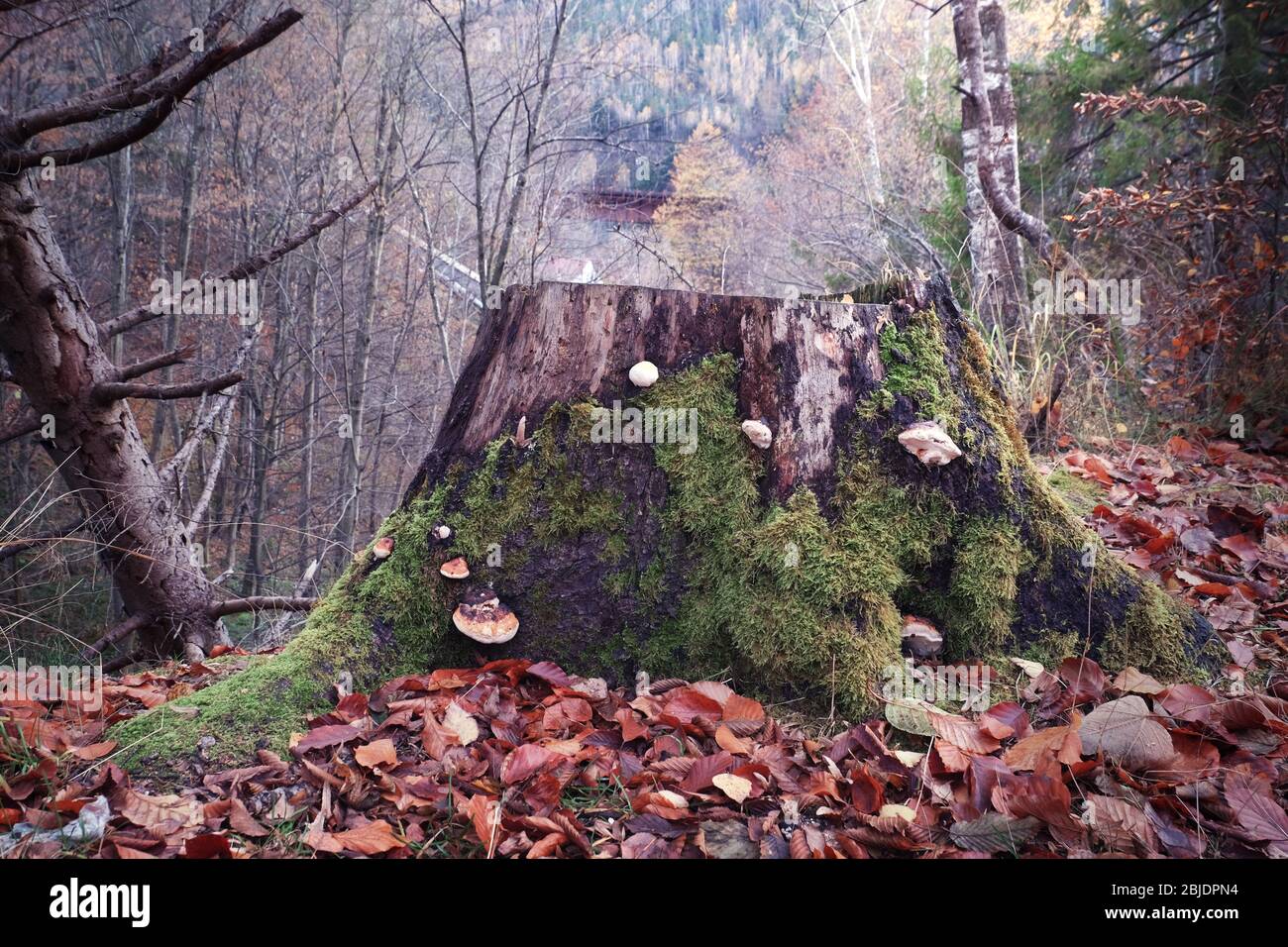 Tree stump in wild forest Stock Photo - Alamy