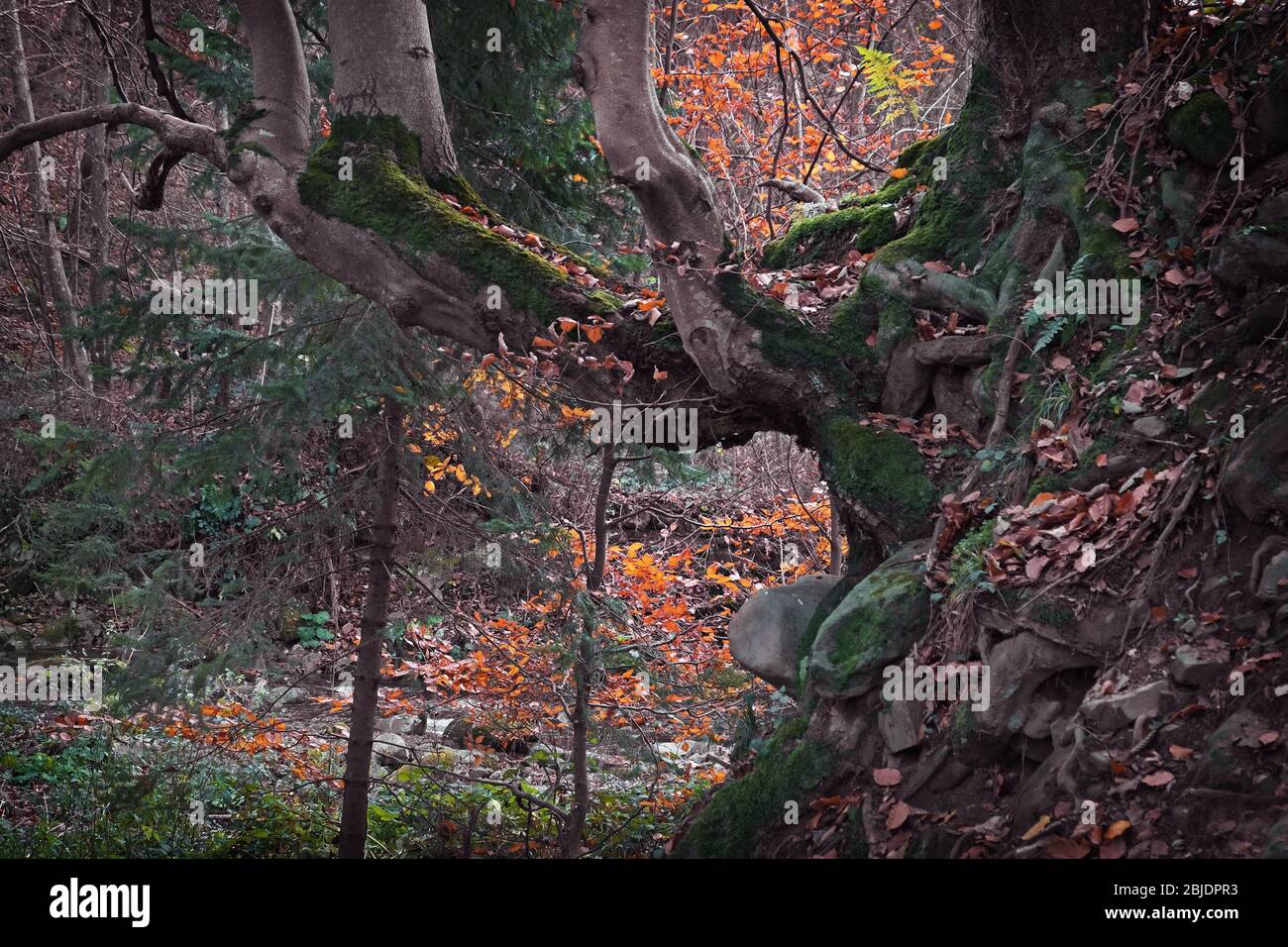 Tree roots in autumn forest Stock Photo - Alamy