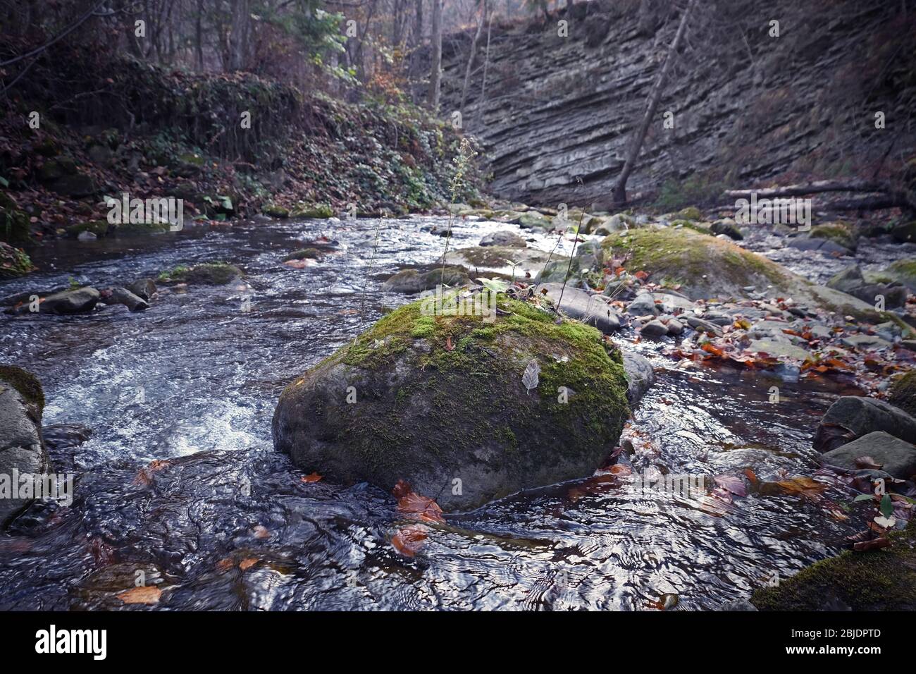 Mountain stream with rocks in forest Stock Photo - Alamy