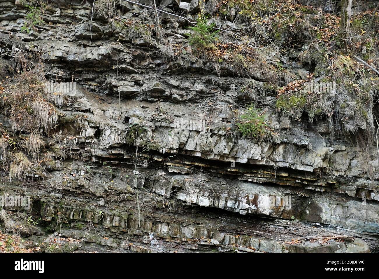 Cliff with trees in mountainous forest Stock Photo - Alamy