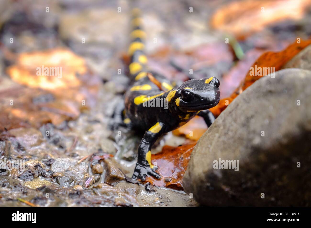 Spotty salamander hi-res stock photography and images - Alamy