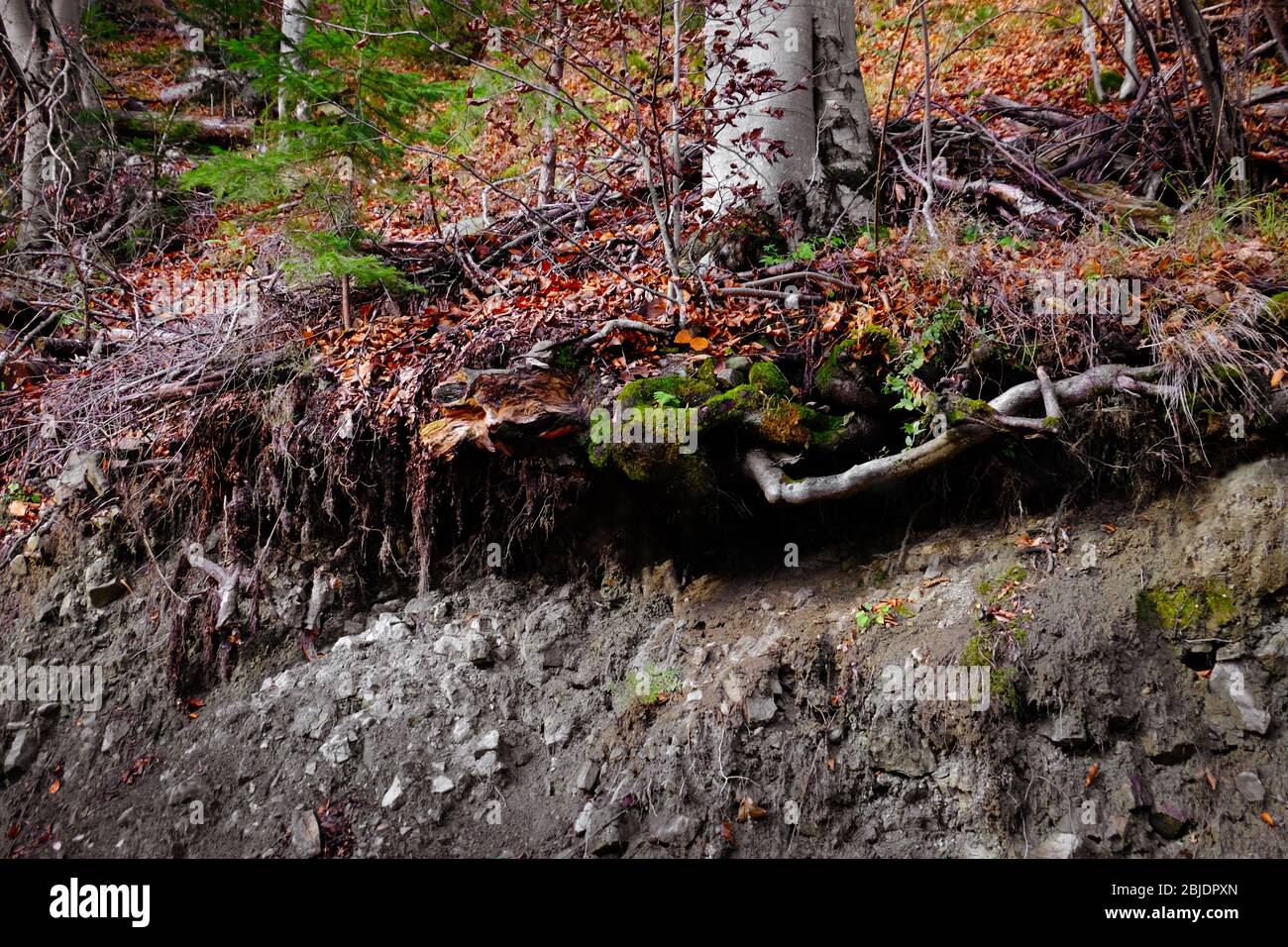 Tree roots in autumn forest Stock Photo - Alamy