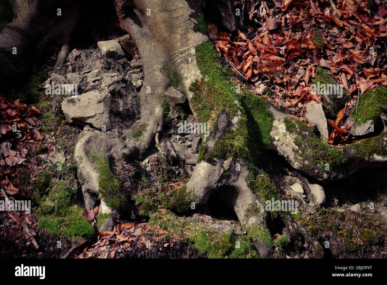 Tree roots in autumn forest Stock Photo - Alamy