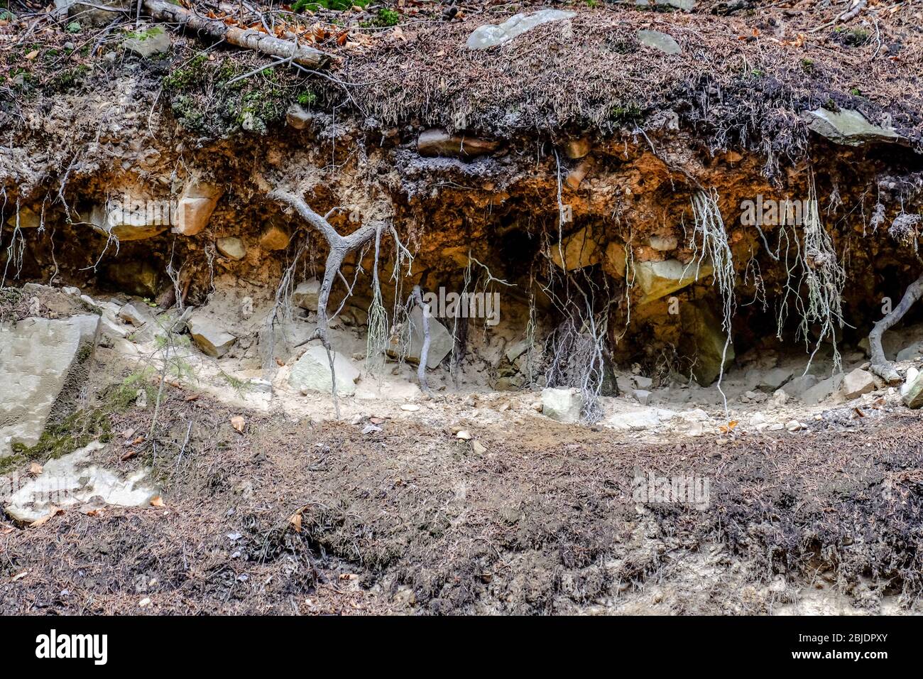 Tree roots in autumn forest Stock Photo - Alamy