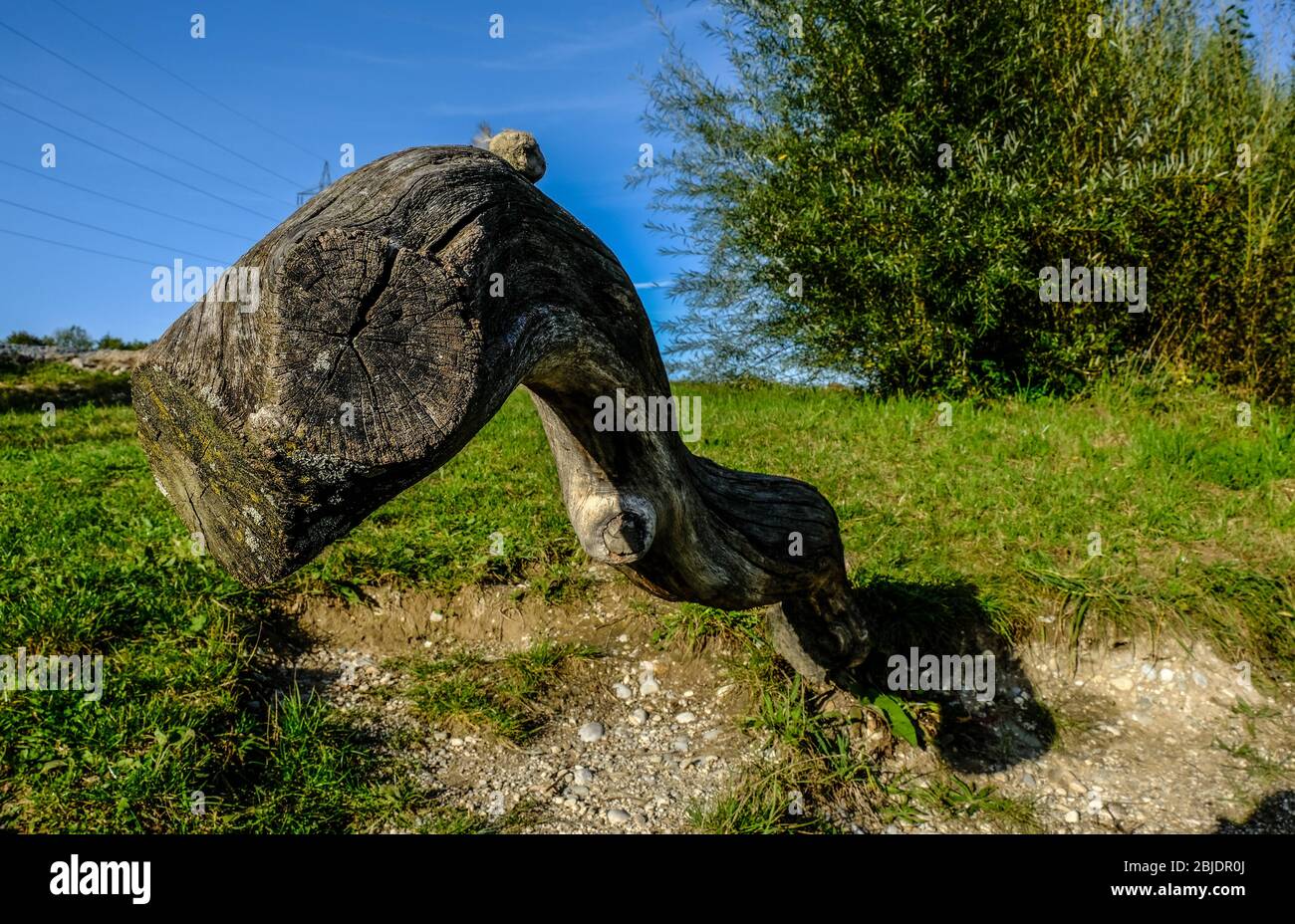 Alone tree without leaves hi-res stock photography and images - Alamy