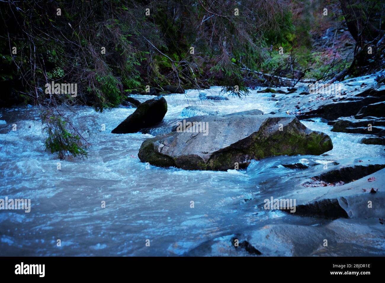Carpathian ecosystem hi-res stock photography and images - Alamy