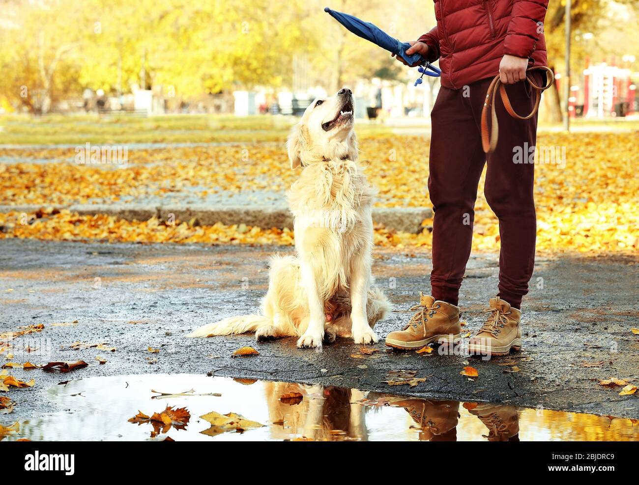 Funny labrador retriever with owner in autumn park after rain Stock ...