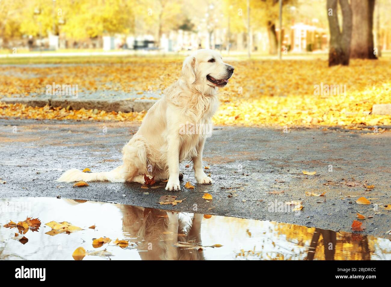 Lawn after rain puddle hi-res stock photography and images - Alamy