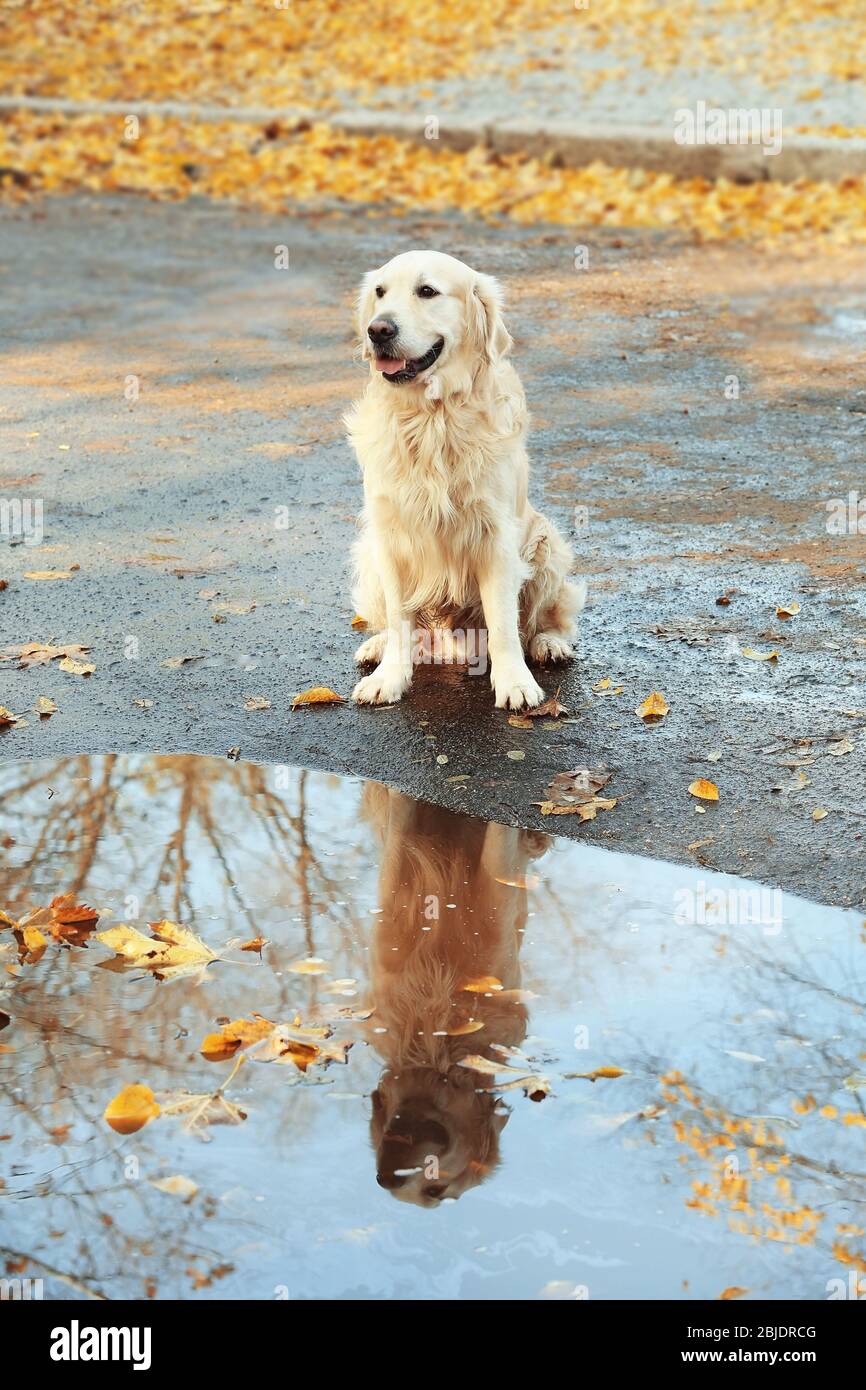 Funny labrador retriever in autumn park after rain Stock Photo - Alamy