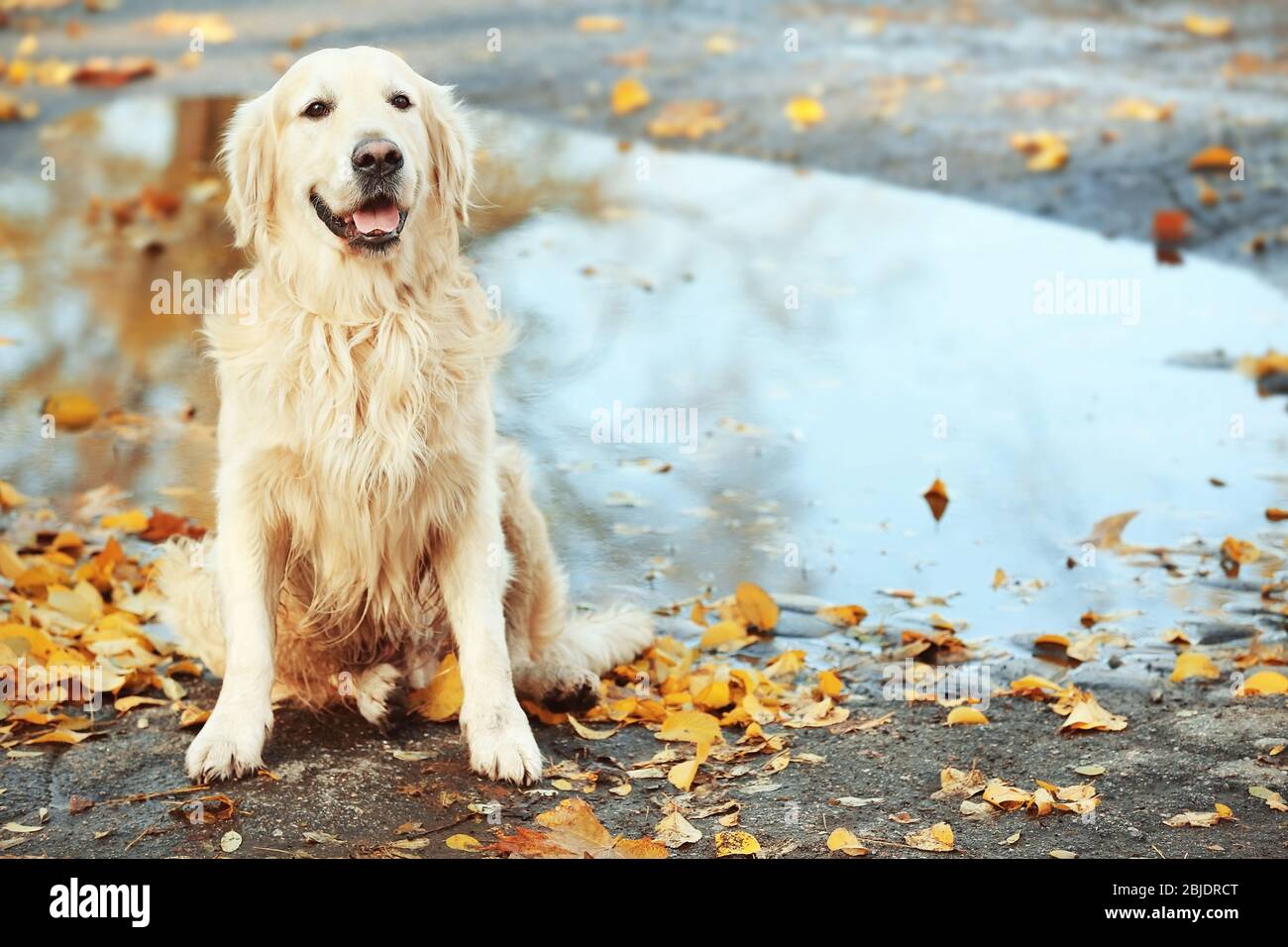 Golden retriever in rain hi-res stock photography and images - Alamy