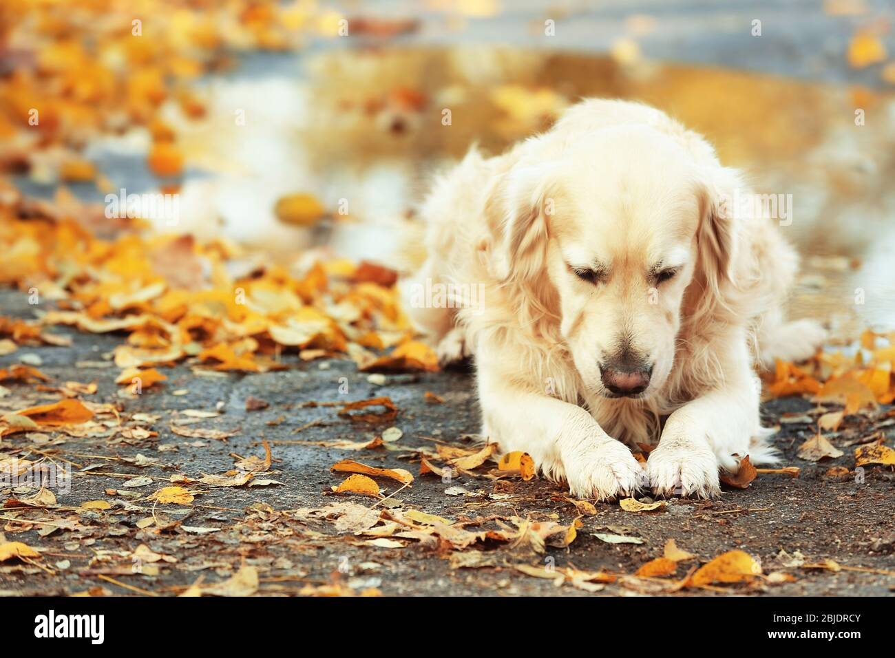 Labrador in rain hi-res stock photography and images - Alamy