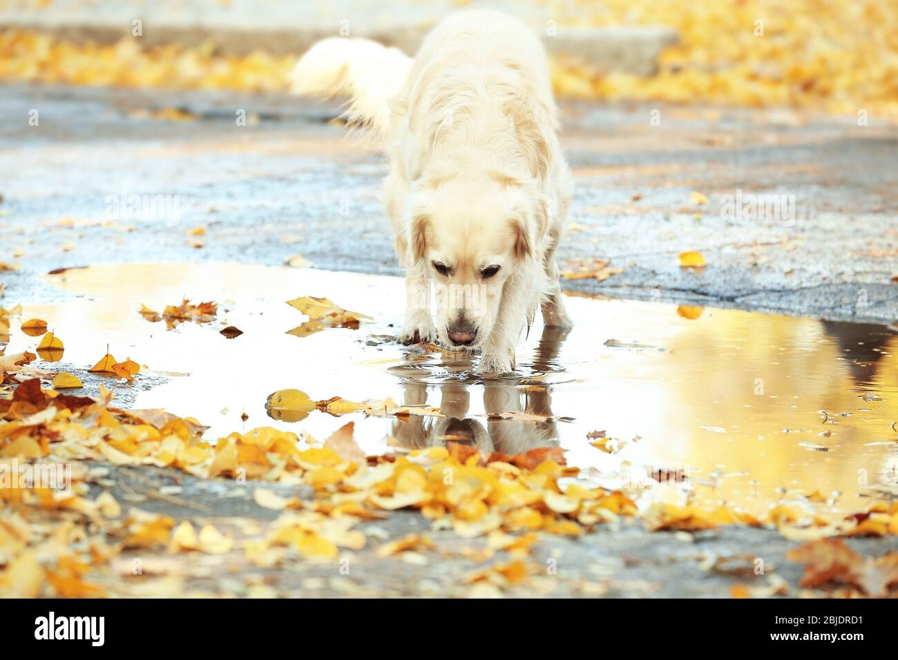 Golden retriever in rain hi-res stock photography and images - Alamy