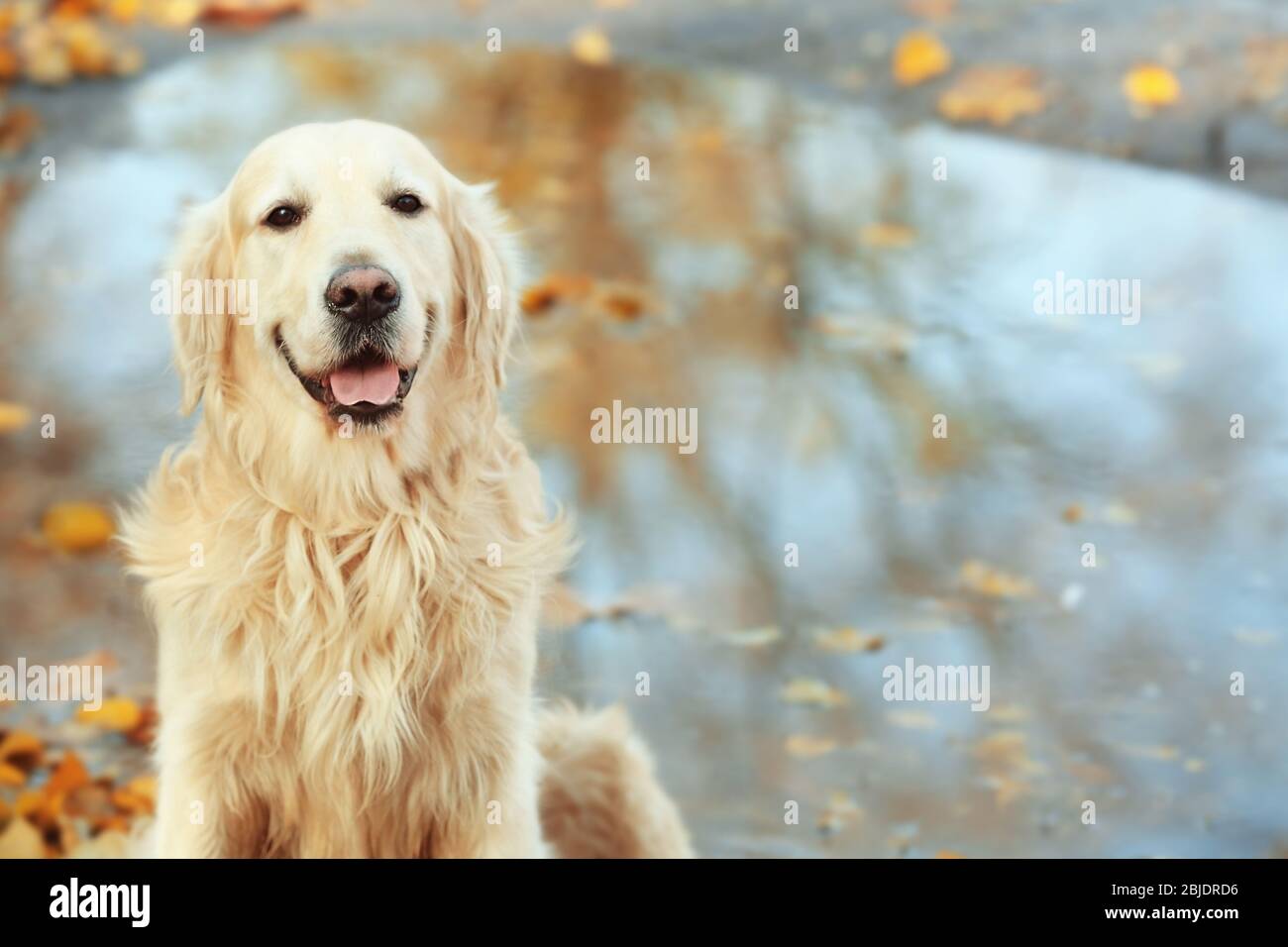 Golden retriever in rain hi-res stock photography and images - Alamy