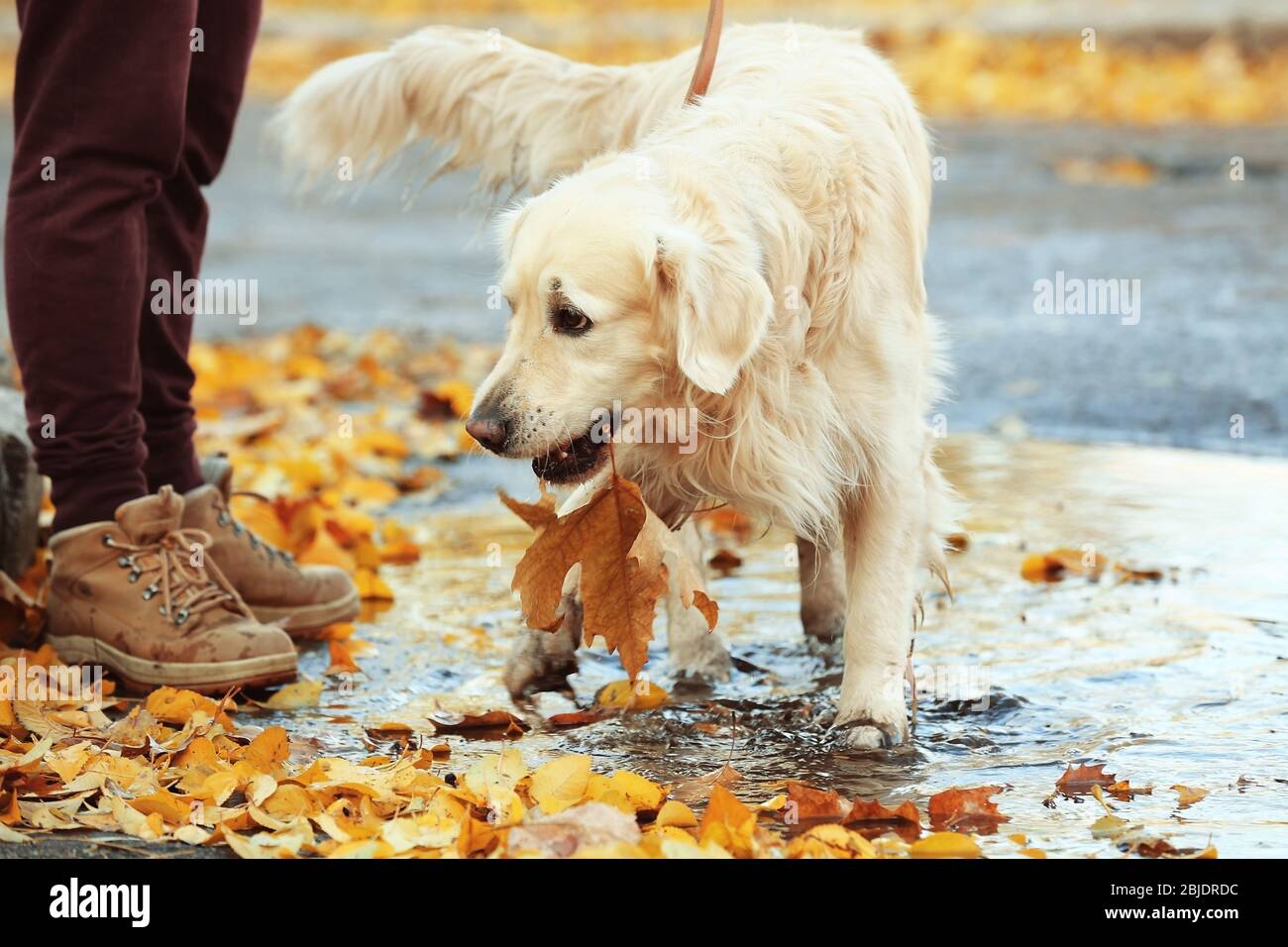 Funny labrador retriever with owner in autumn park after rain Stock ...